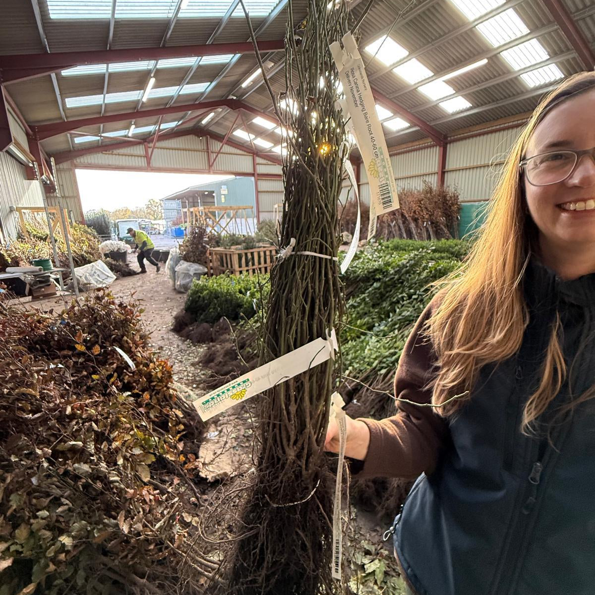 Rosa Canina Hedging Bare Root 40-60 cm Delivery Jan/Feb — Grasslands ...