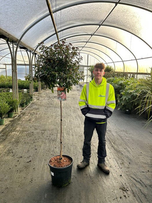 Viburnum Tinus Half Standard 25 Litre Pot — Grasslands Nursery