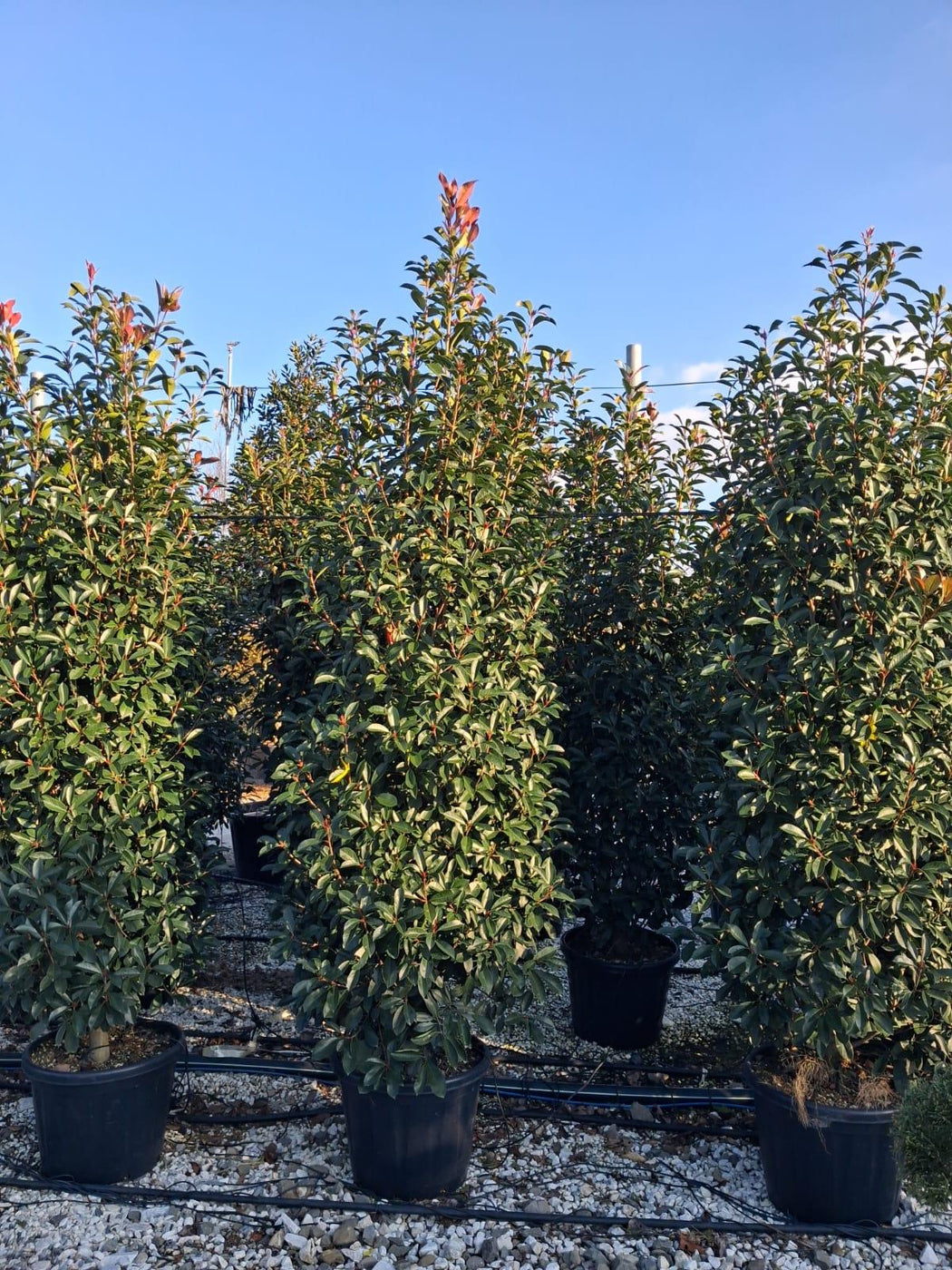 Photinia Red Robin 65 Litre Pot 250/275cm — Grasslands Nursery