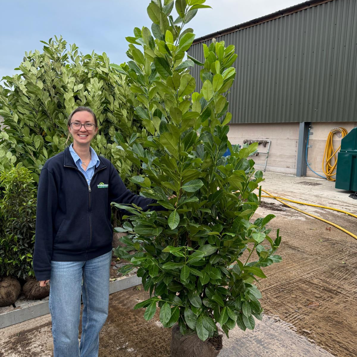 Cherry Laurel 200/220cm Root Ball Delivery Jan/Feb — Grasslands Nursery