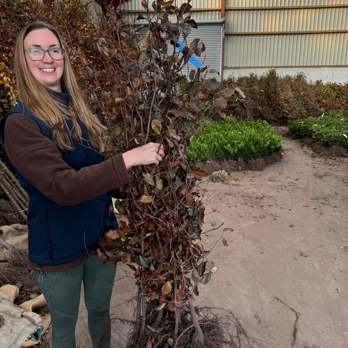 Big Deal Copper Beech Hedging Bare Root 100/125cm x 200 Delivery Jan/F ...