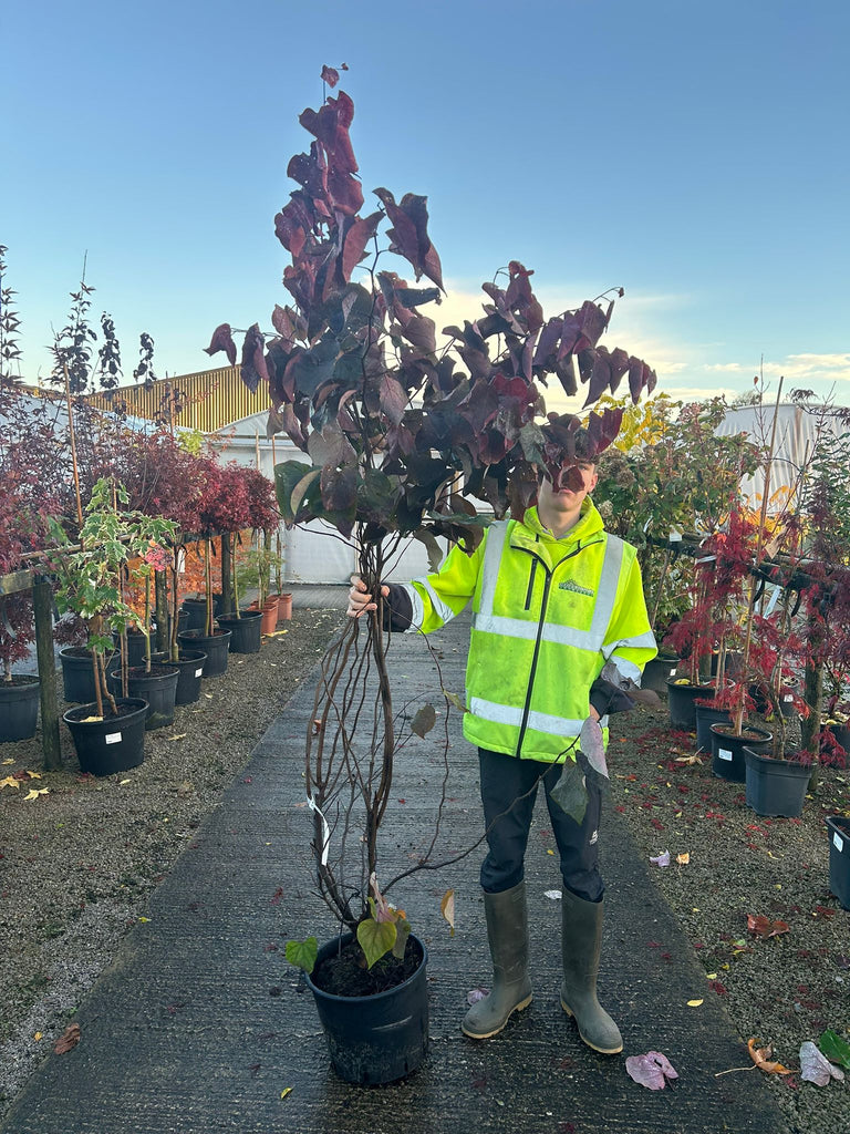 Cercis canadensis Forest Pansy 20 Litre Pot Grasslands Nursery