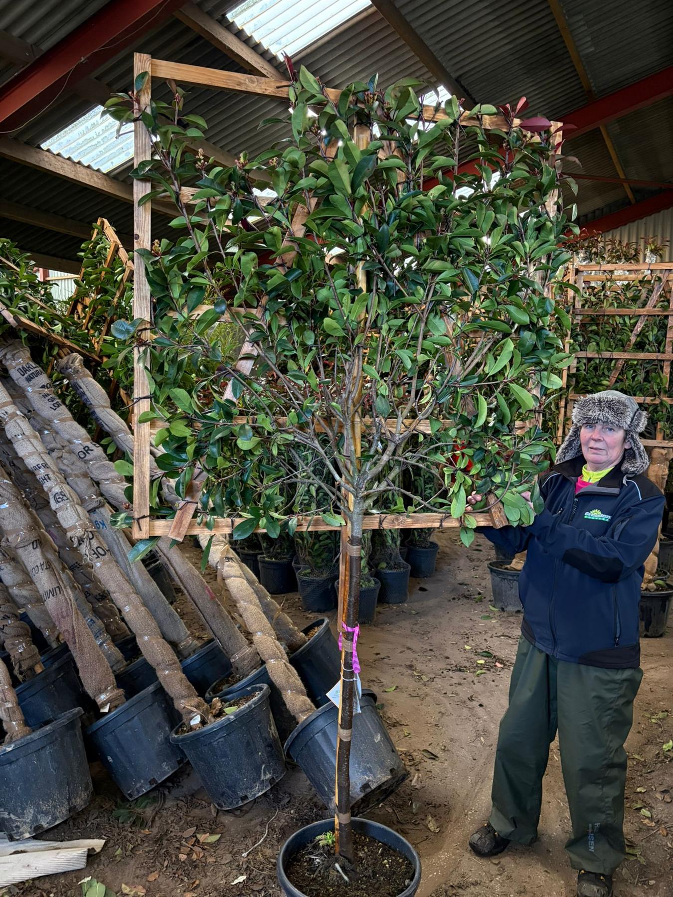 Pleached Trees for Sale in the UK | Specialist Grown & Delivered ...