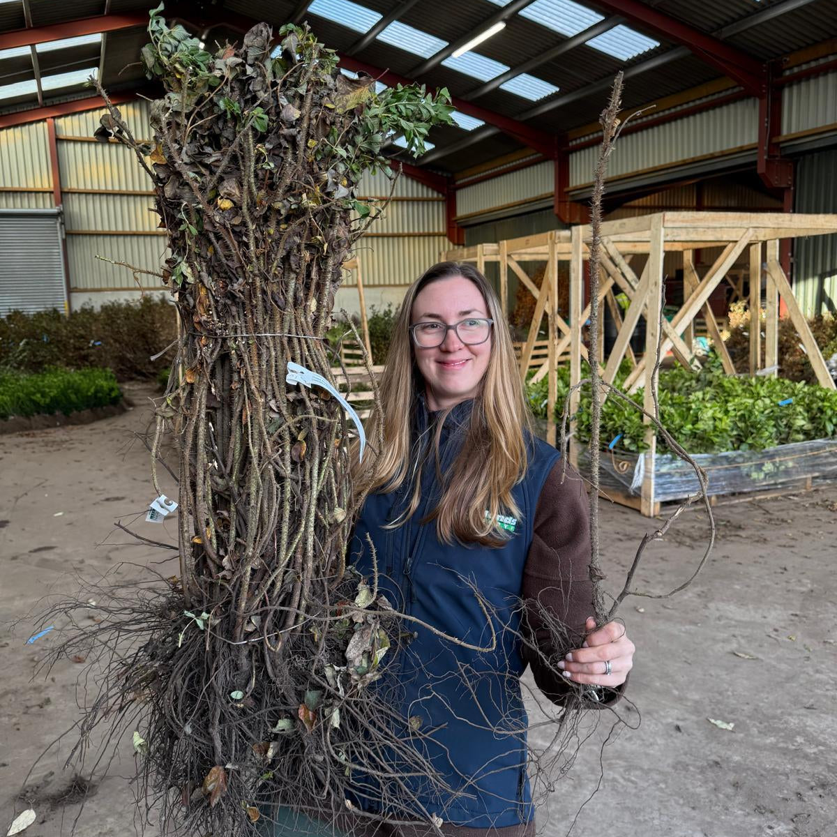 Rosa Rugosa Hedging Bare Root 40-60 cm Delivery Jan/Feb — Grasslands ...