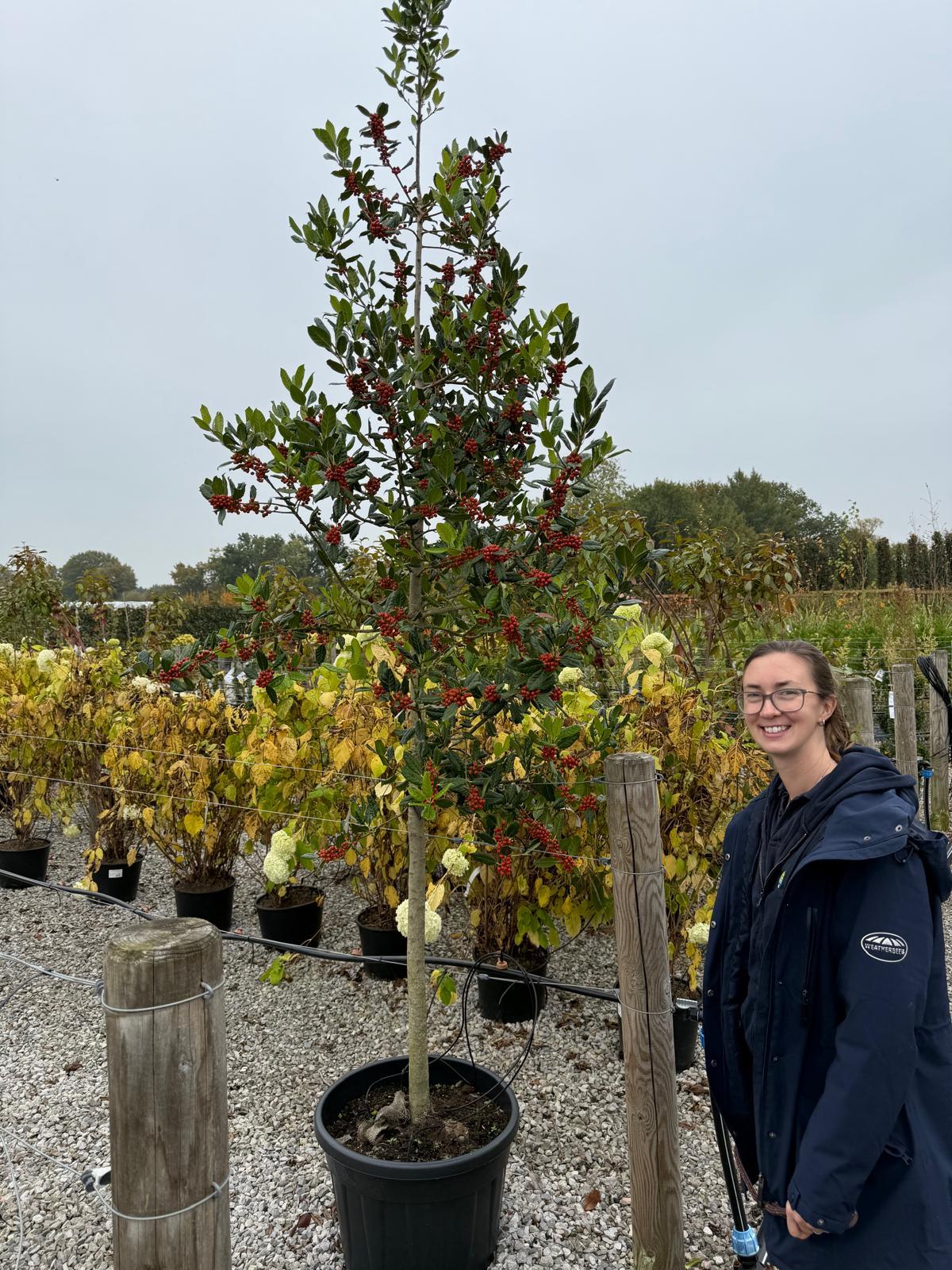 Ilex Nellie Stevens Half Standard 12/14cm Girth Natural Tree Head ...