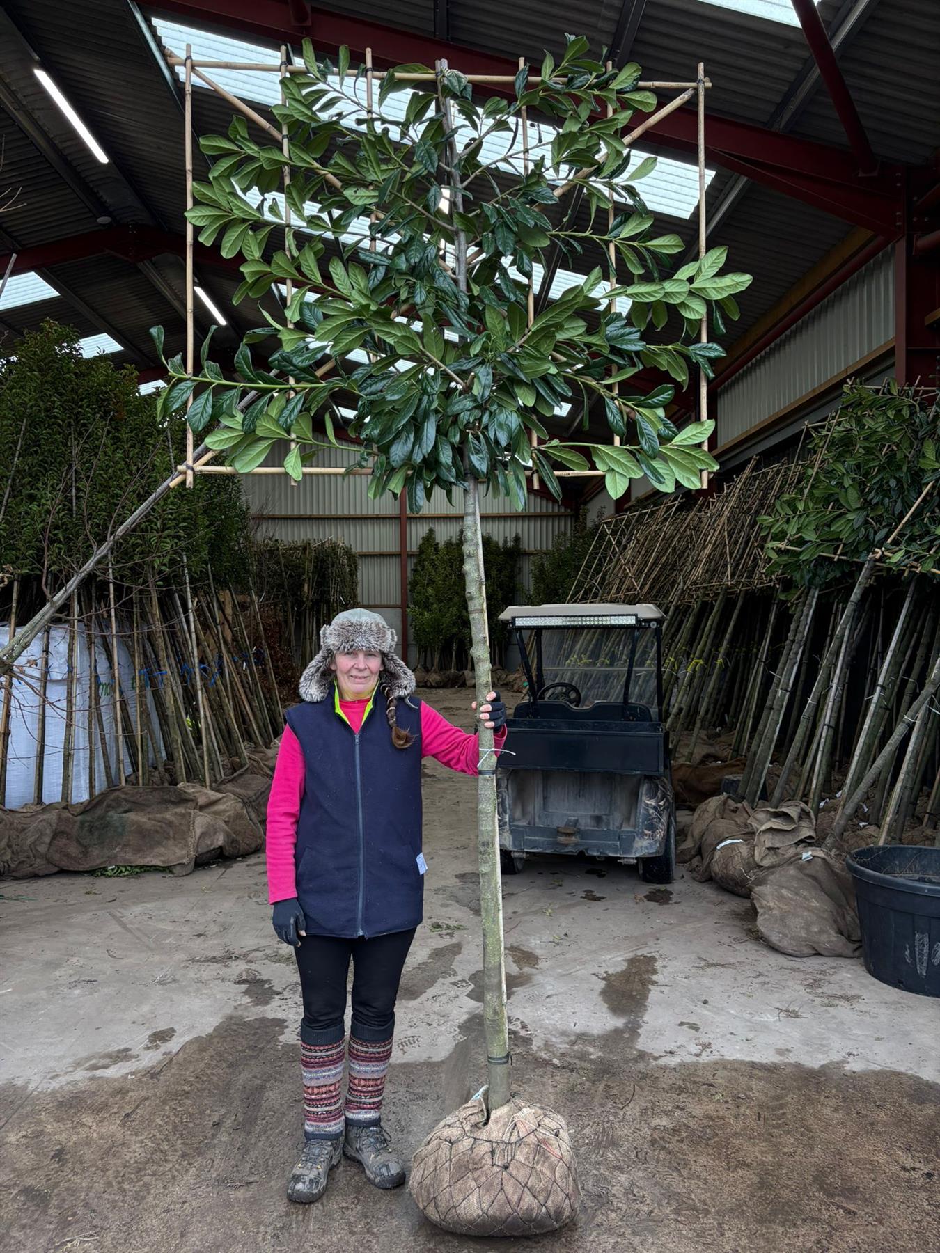 Prunus Novita Pleached 12/14cm G 180cm St, 120cm H x 150cm W Pre-Order ...