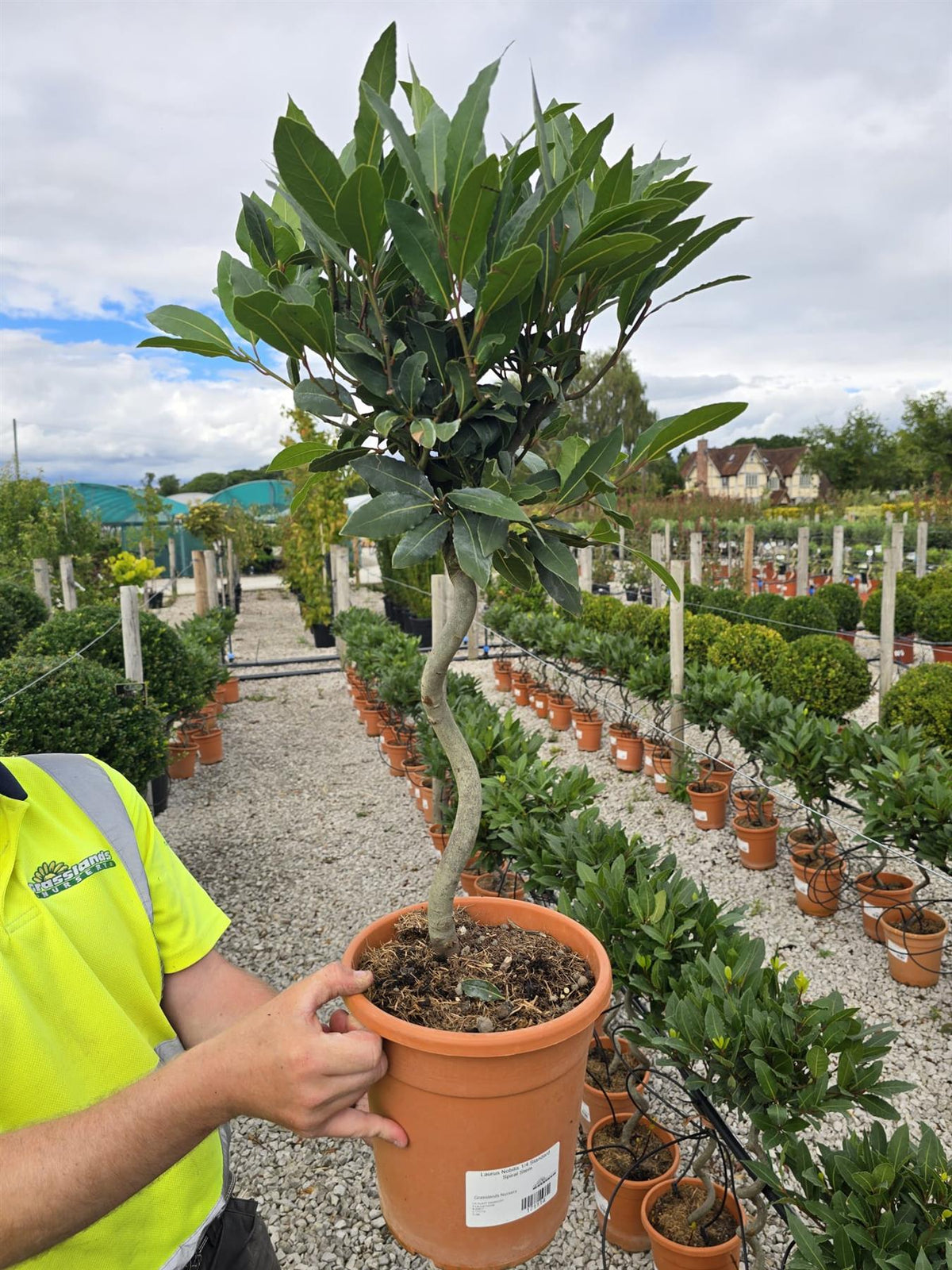 Laurus Nobilis 1/4 Standard Spiral Stem — Grasslands Nursery