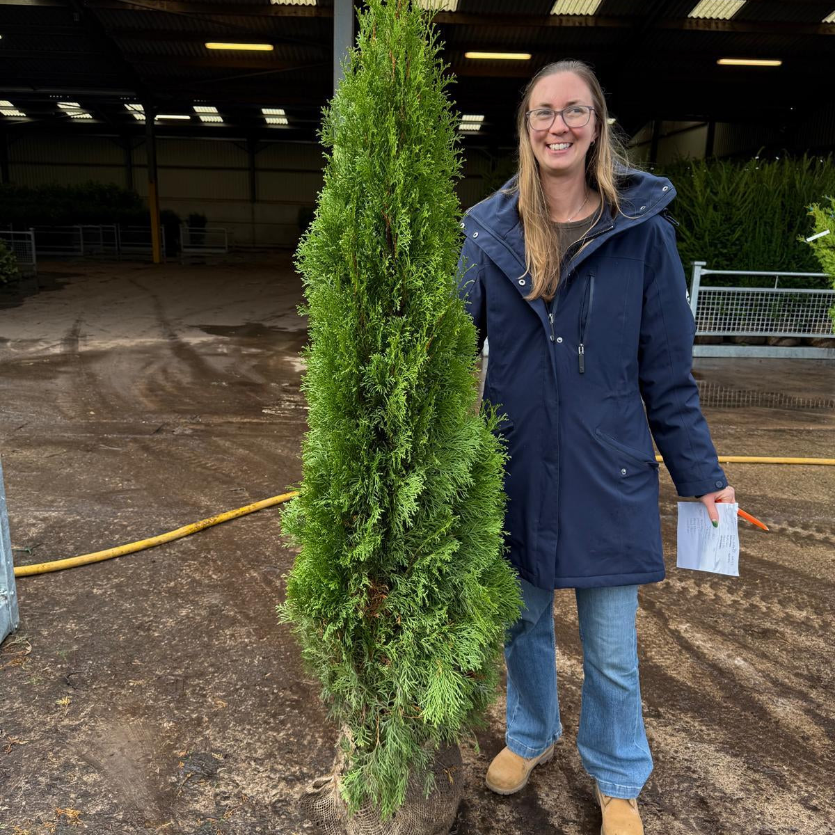 Thuja Emerald Root Ball 160/180cm Delivery Jan/Feb — Grasslands Nursery
