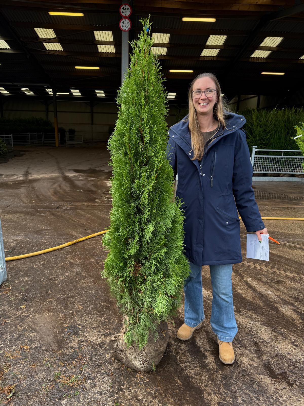 Thuja Emerald Root Ball 160/180cm Delivery Jan/Feb — Grasslands Nursery