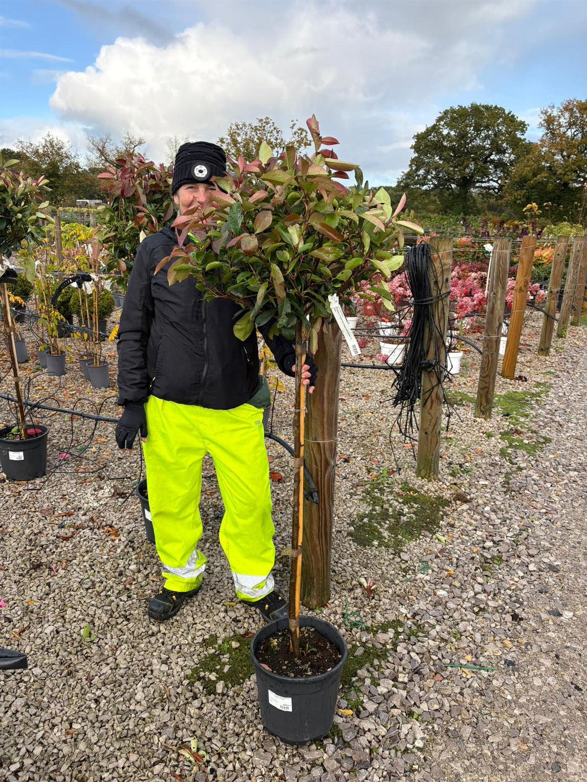 Photinia x Fraseri Red Robin Half Standard 12 Litre — Grasslands Nursery