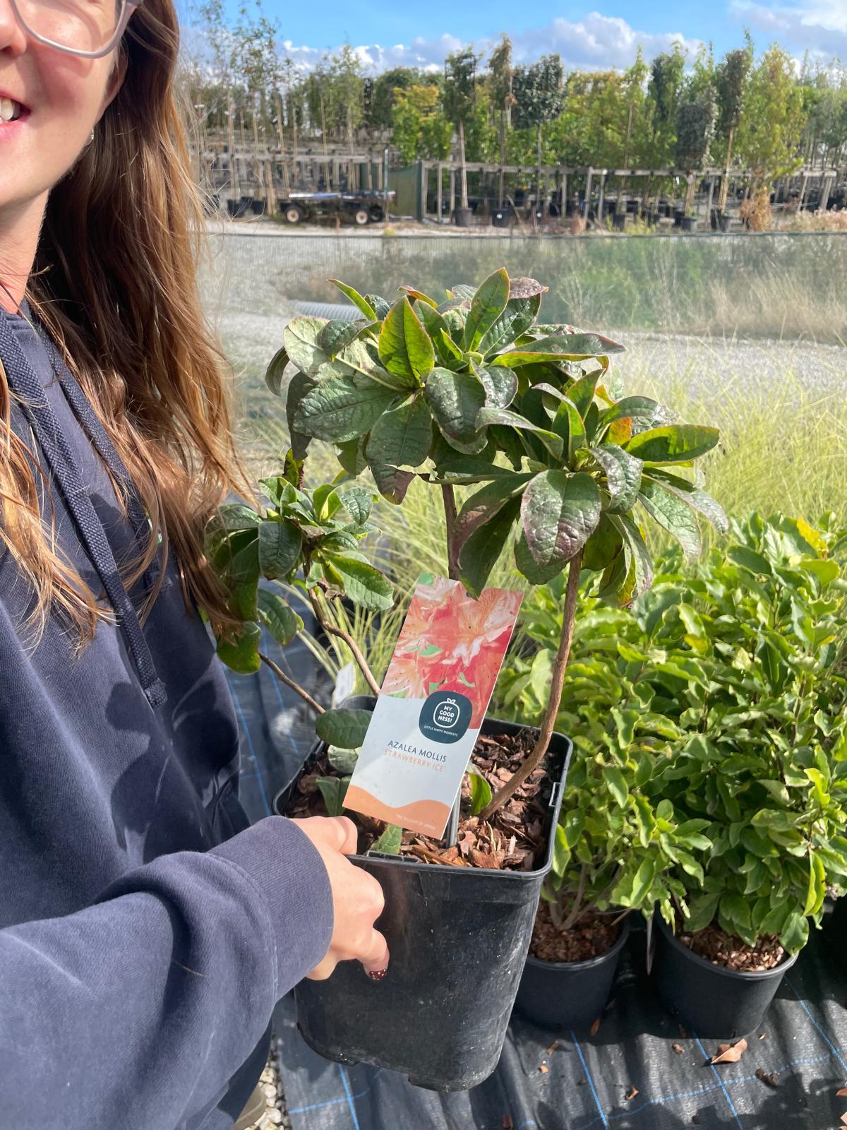 Azalea Knaphill Strawberry Ice 5 Litre Pot — Grasslands Nursery
