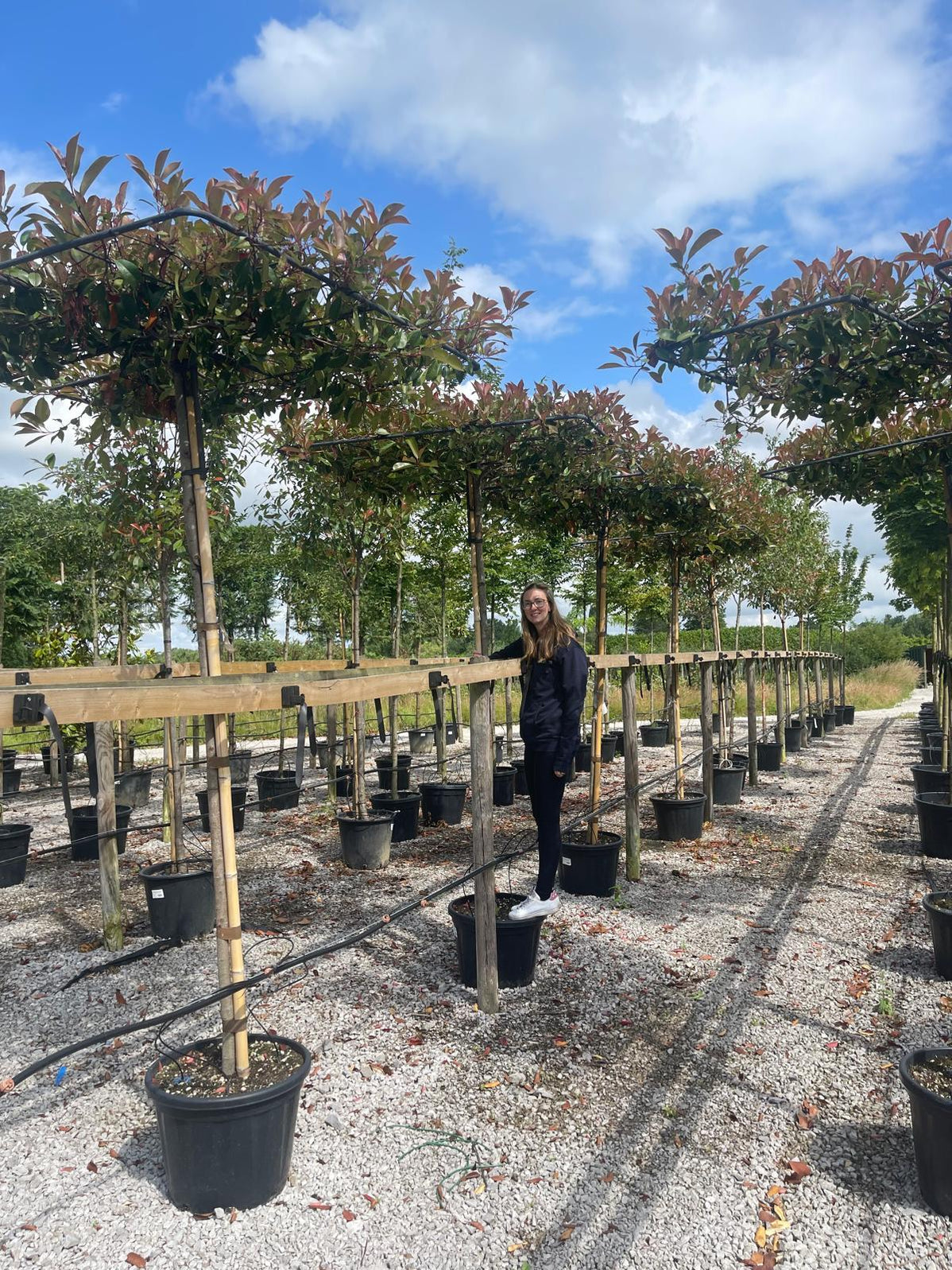 Photinia Red Robin Pleached - Established Full Frames — Grasslands Nursery