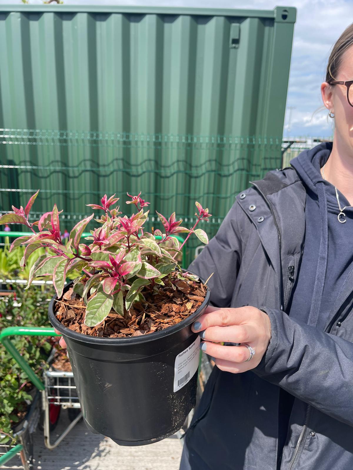 Fuchsia Sunray 3 Litre Pot — Grasslands Nursery