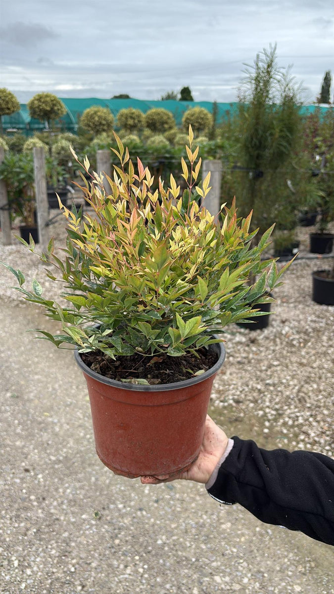 Nandina Domestica Lemon Lime 5 Litre Pot — Grasslands Nursery