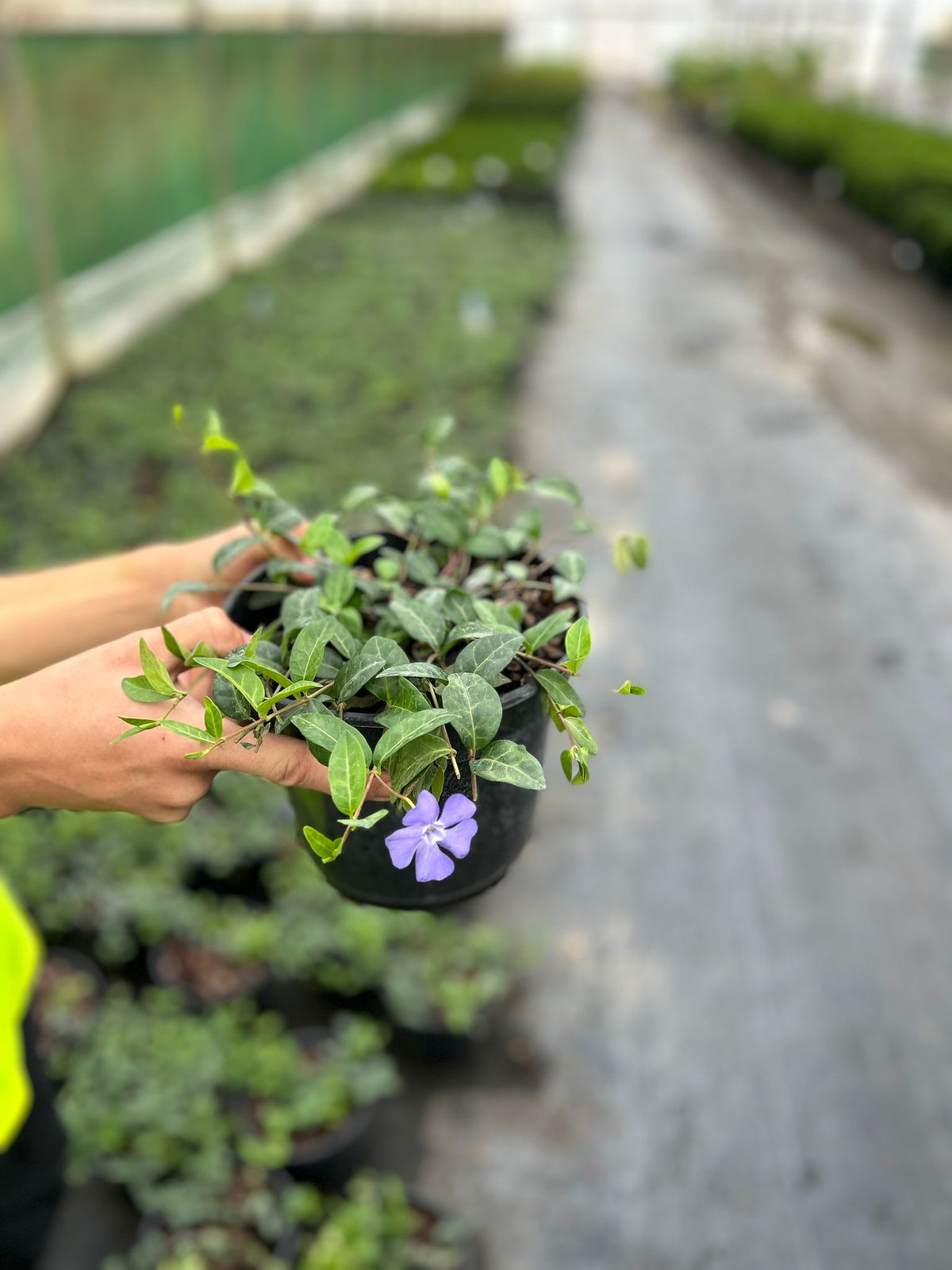 Vinca Minor 3 Litre Pot — Grasslands Nursery