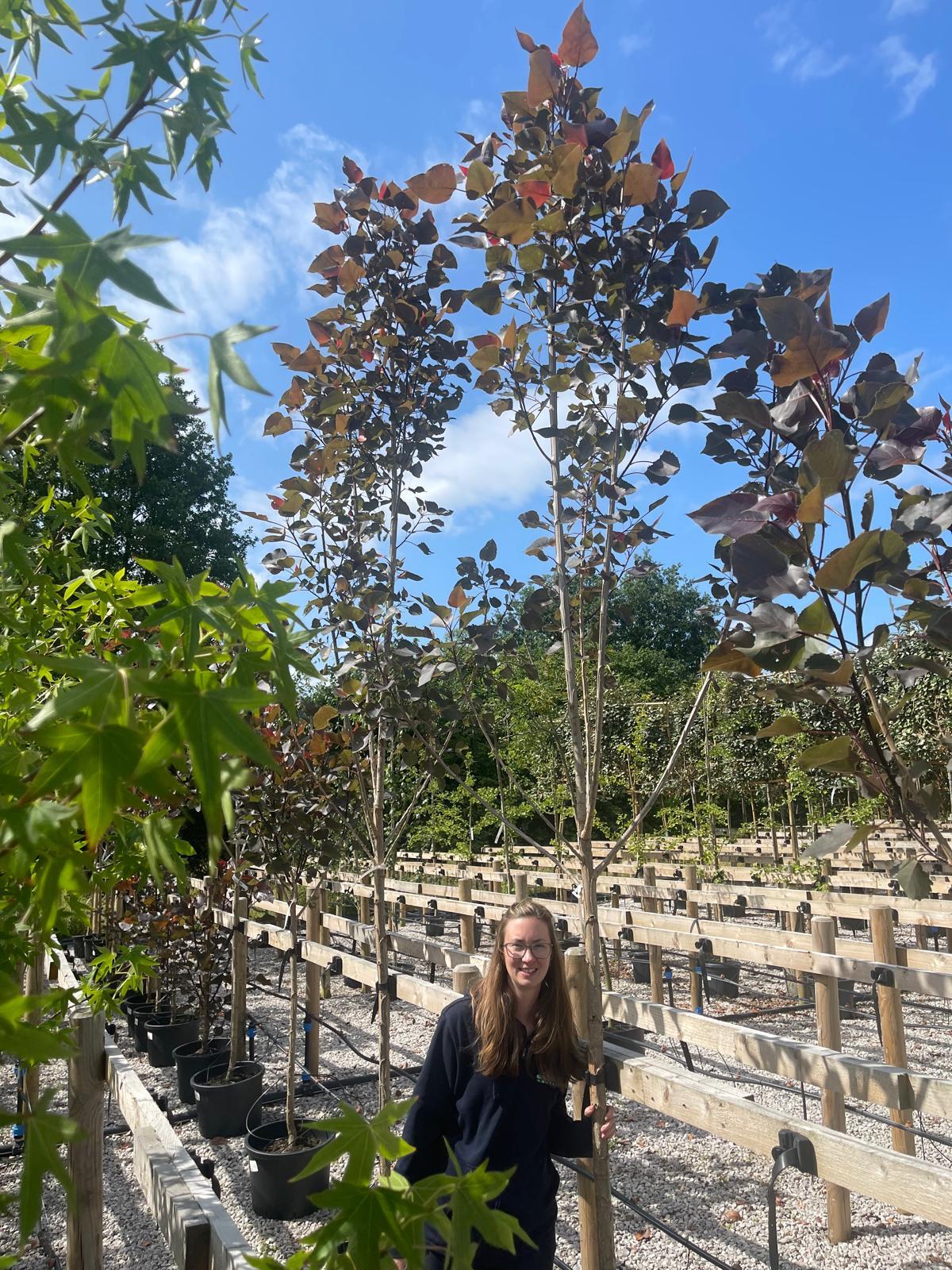 Populus Purple Tower 10/12cm Girth — Grasslands Nursery