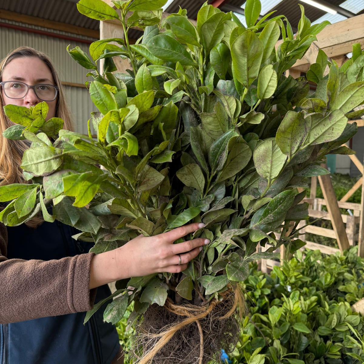Cherry Laurel 40/50cm Bare Root Delivery Feb/Mar — Grasslands Nursery