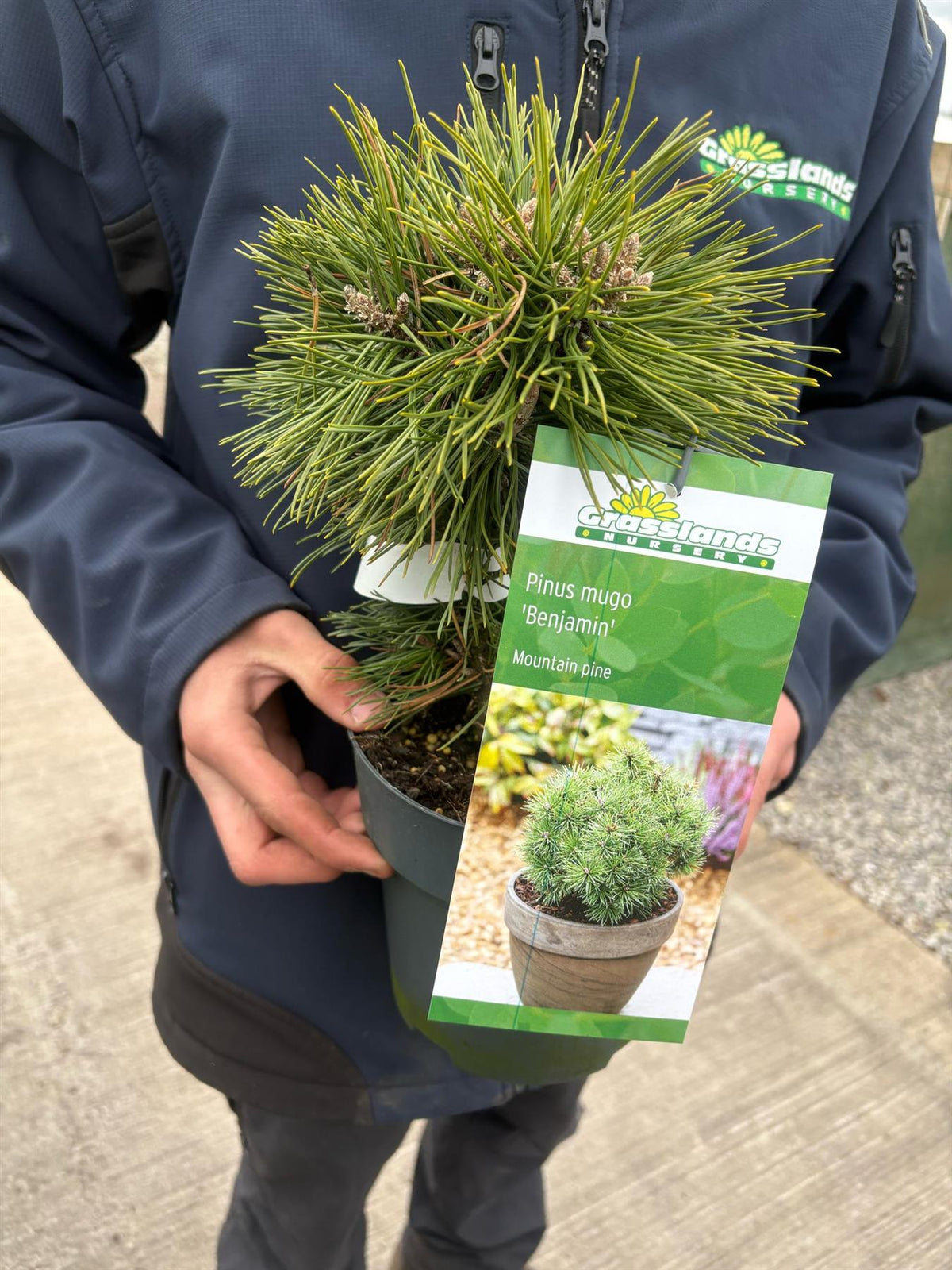 Pinus Mugo Benjamin 2.5 Litre Pot — Grasslands Nursery