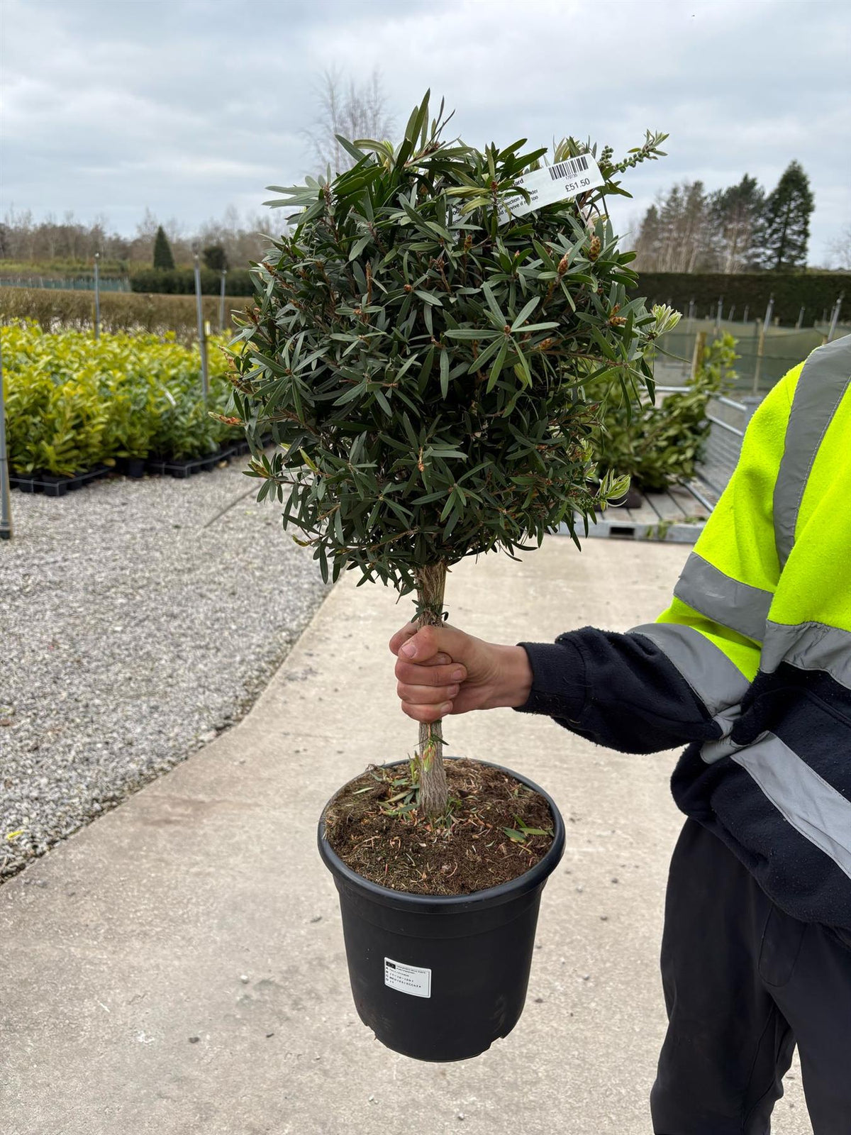 Callistemon Captain Cook 5 Litre Pot 1/4 Standard — Grasslands Nursery