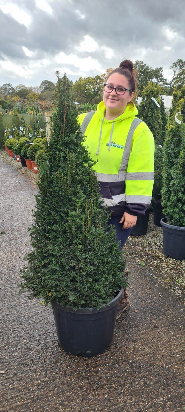 Taxus Baccata Egyptian Pyramid 100/110cm — Grasslands Nursery