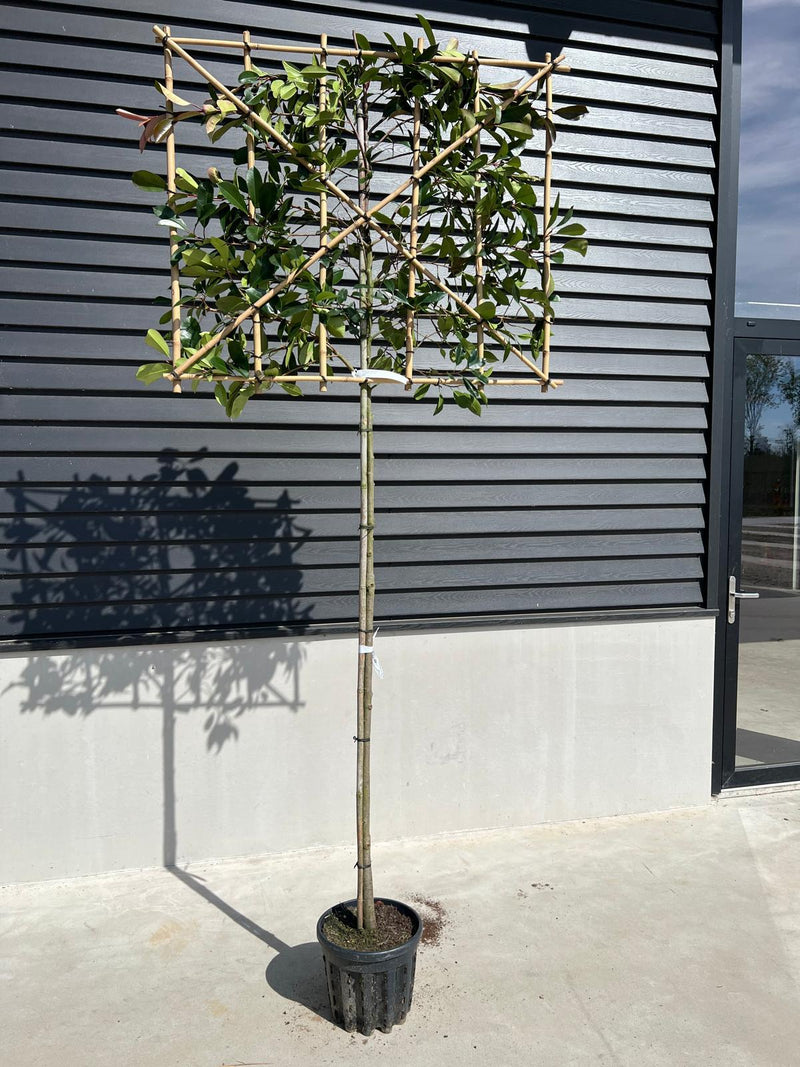 Photinia Red Robin Pleached Standard 8/10 cm G, 180cm St 100cm H x120c ...
