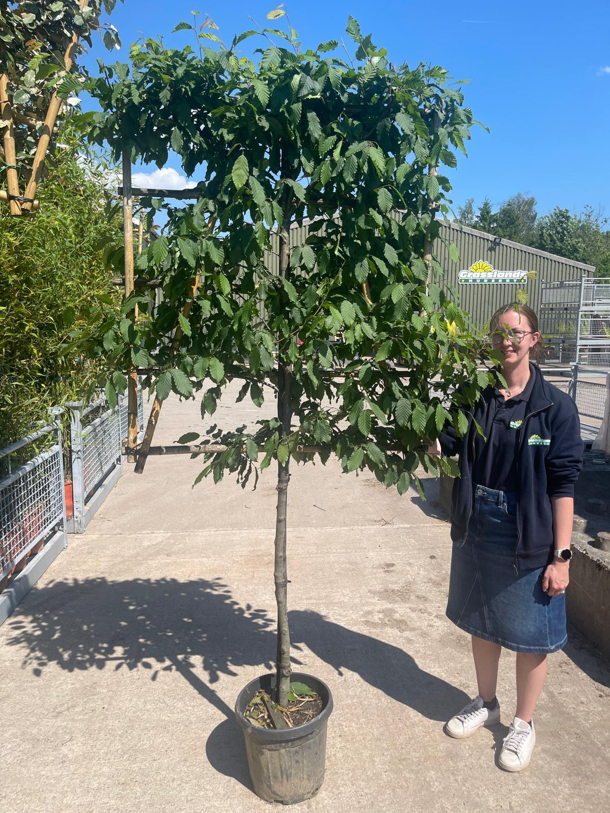 Pleached Trees — Grasslands Nursery