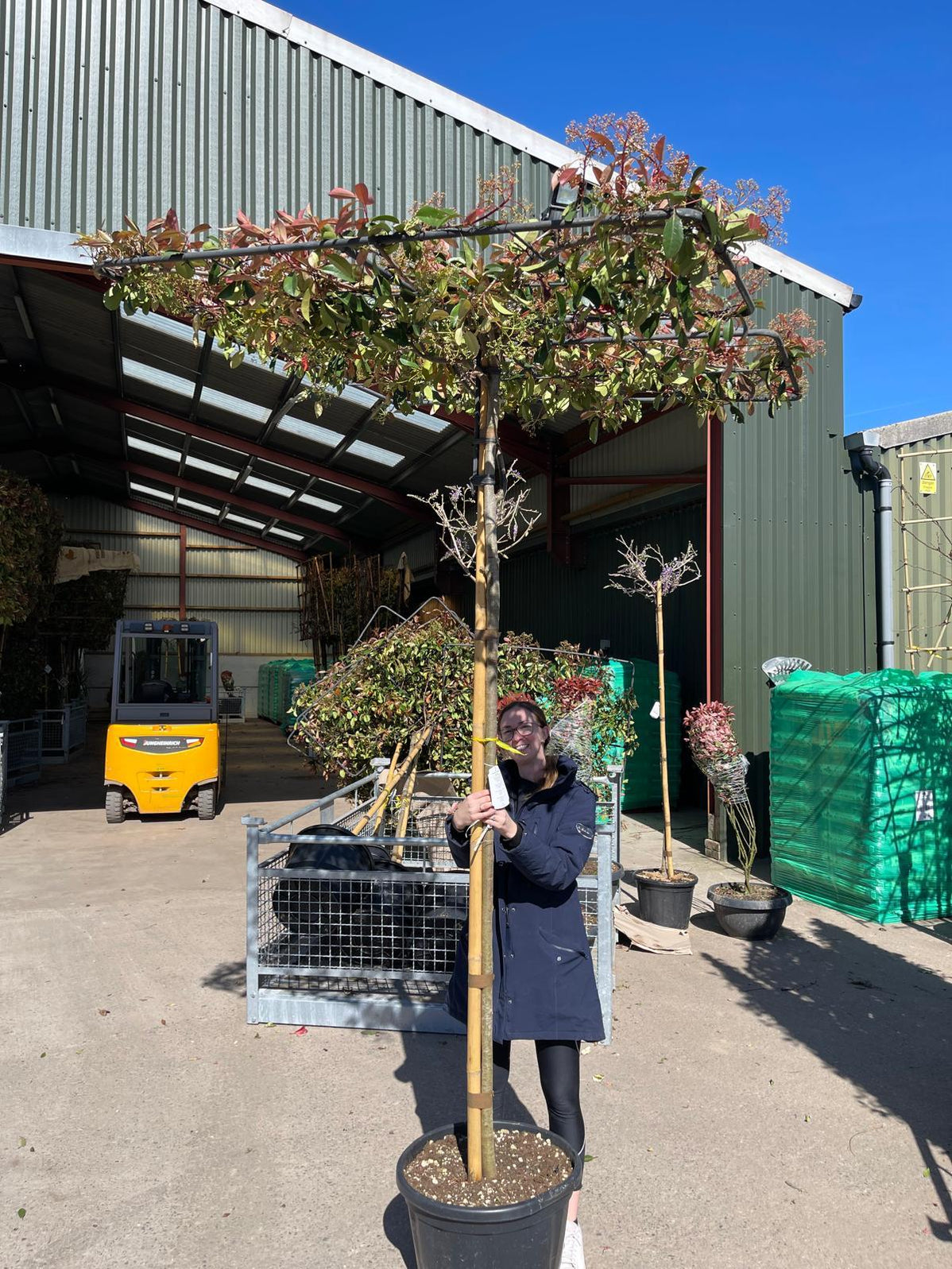 Photinia Red Robin Pleached - Established Full Frames — Grasslands Nursery
