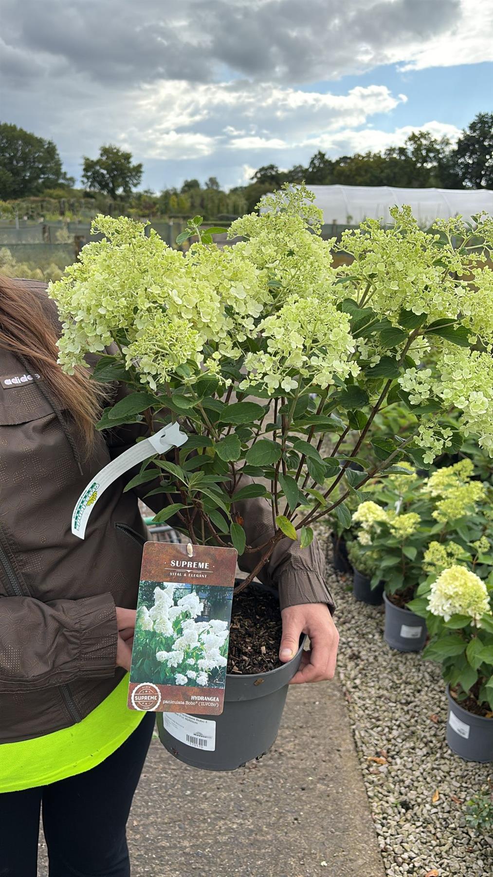 Hydrangea Paniculata Bobo 4 Litre Pot 40/60cm — Grasslands Nursery