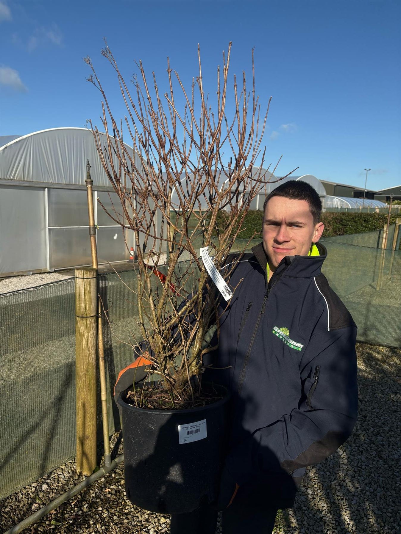 Hydrangea — Grasslands Nursery