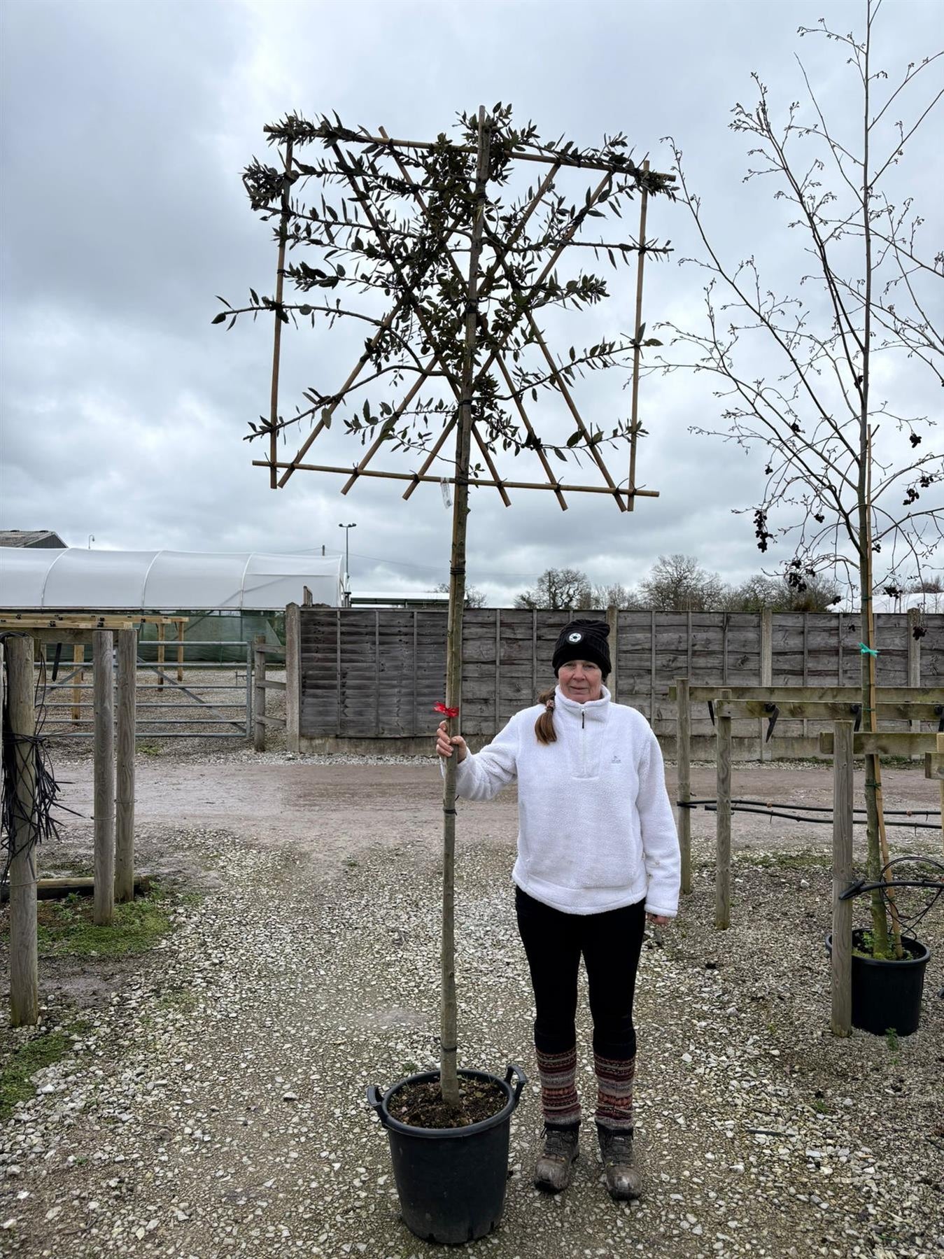 Quercus Ilex Pleached - Holm Oak 180cm ST 120cm x120 cm Frame ...