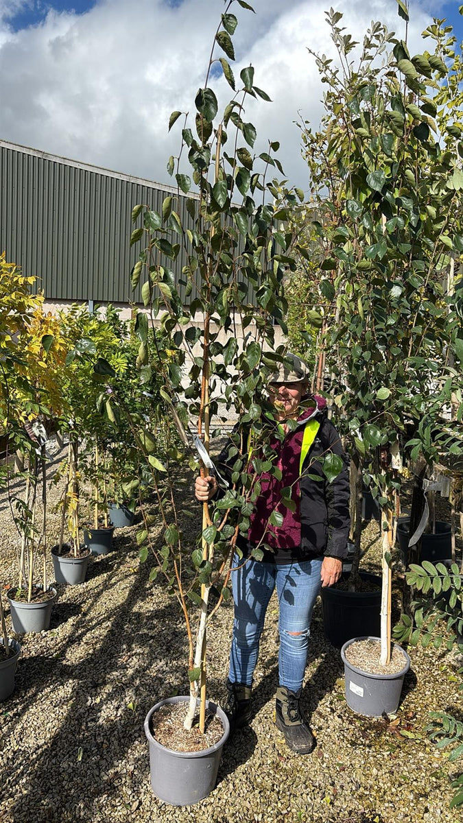 Betula Utilis Jacquemonti 15 Litre Pot — Grasslands Nursery