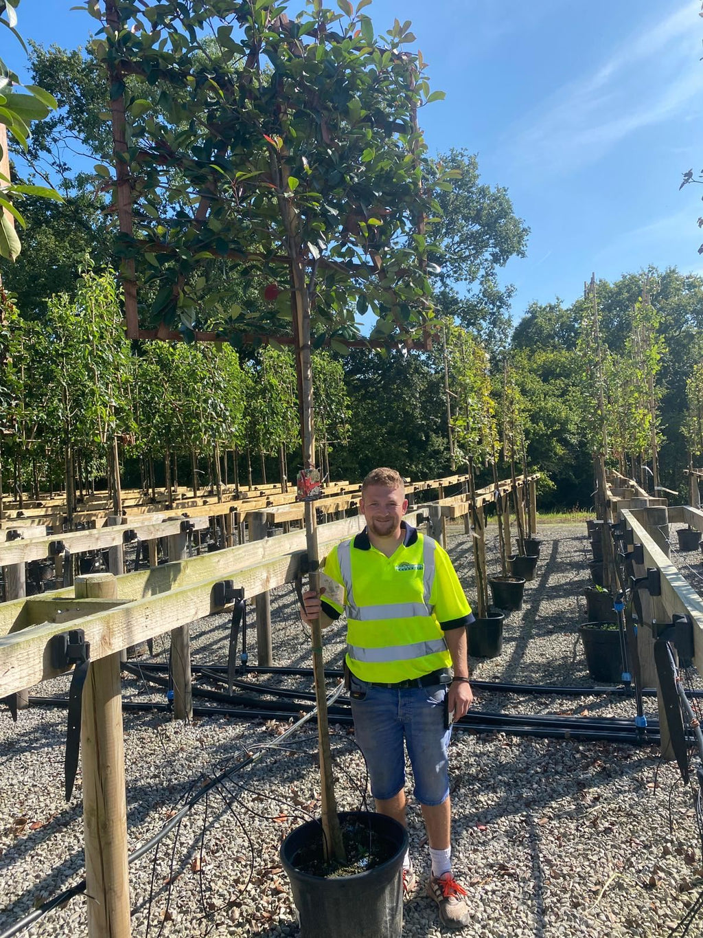 Photinia Red Robin Pleached - Established Full Frames — Grasslands Nursery
