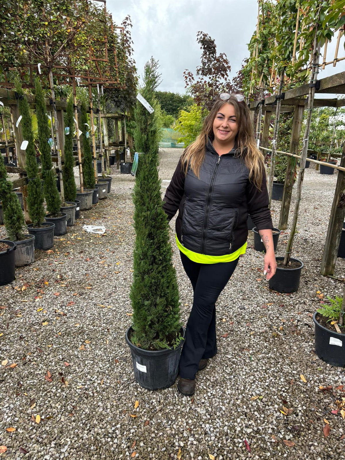 Italian Cypress / Cupressus Pyramidalis 150/175cm — Grasslands Nursery