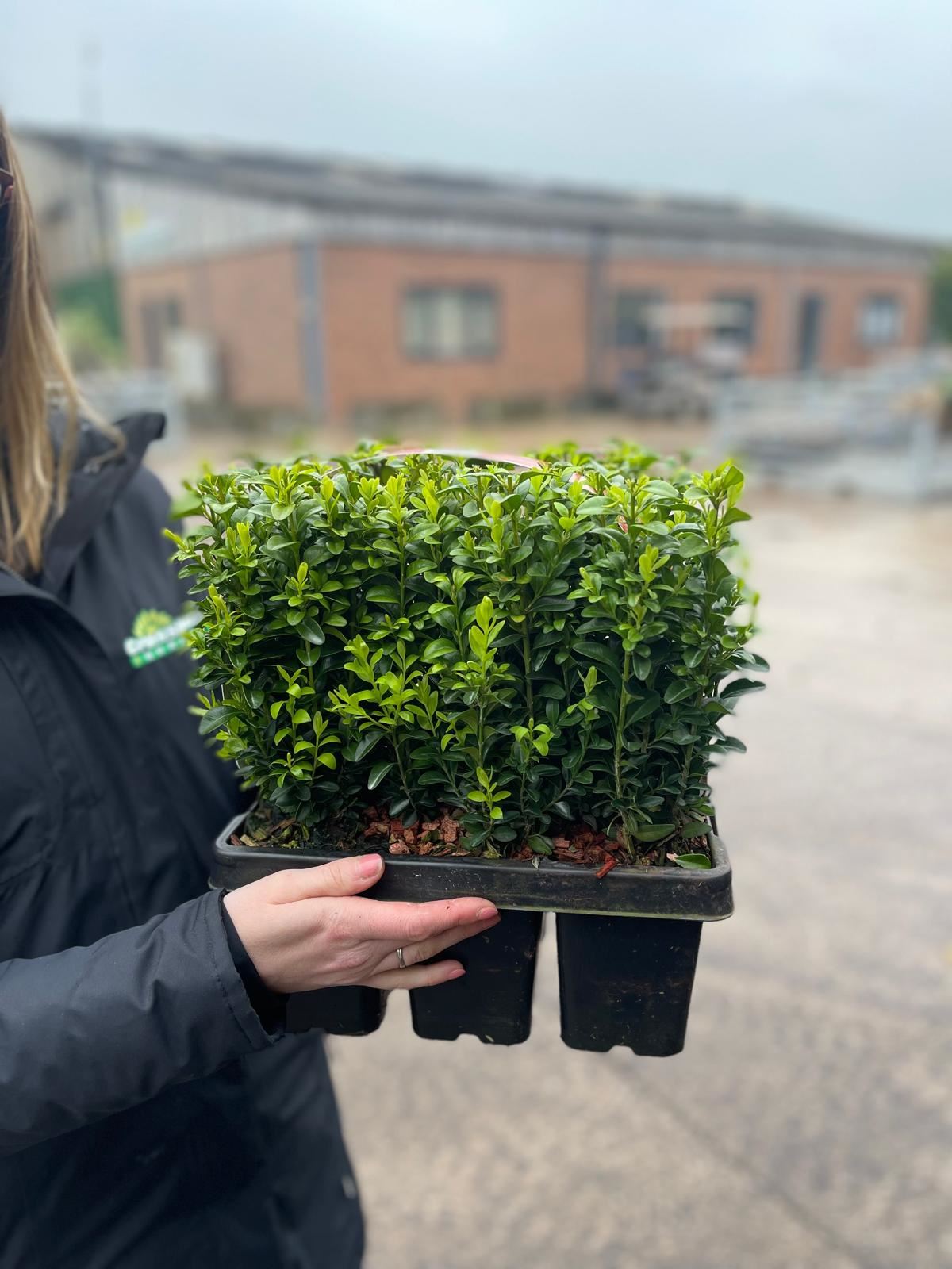 Box Hedging Jumbo 6 Pack — Grasslands Nursery