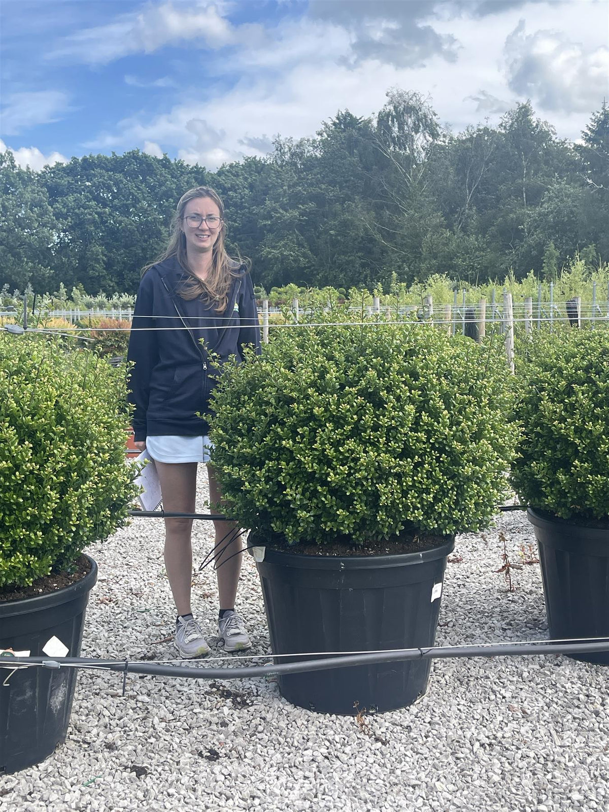 Ilex Crenata Hecco Ball 130 Litre Pot 80cm Wide — Grasslands Nursery