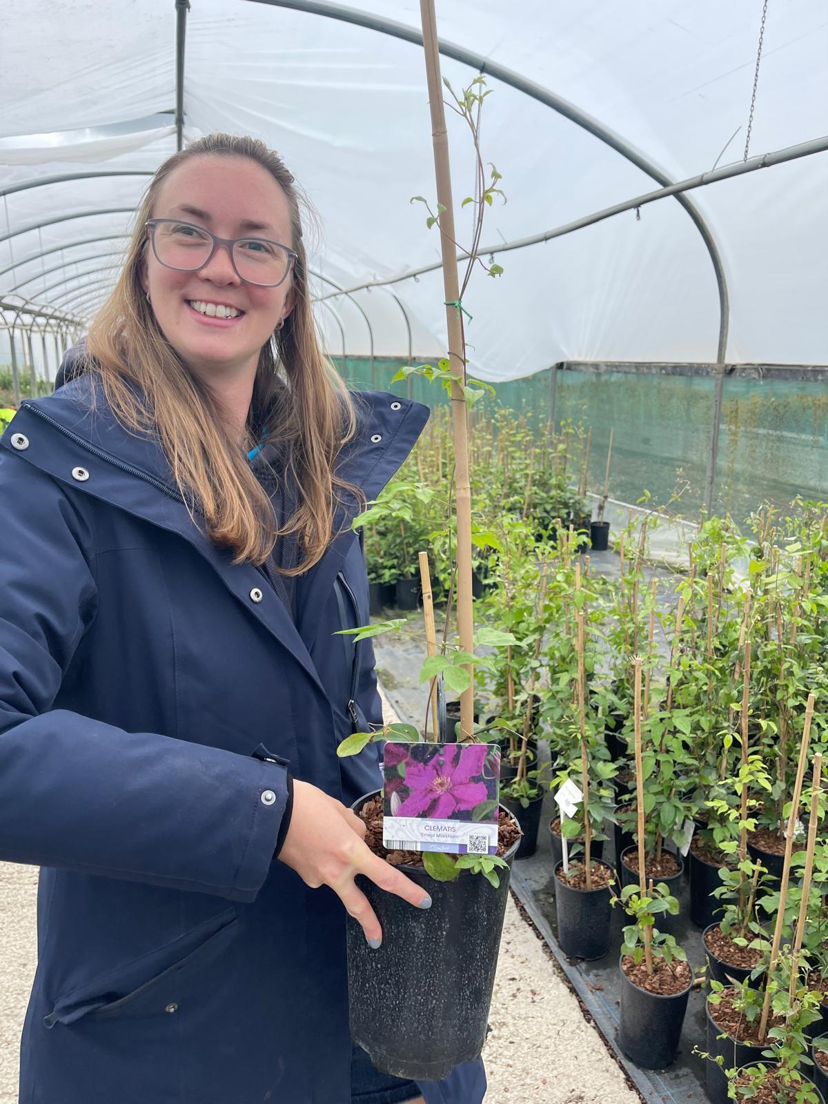 Clematis Ernest Markham 3 Litre Pot — Grasslands Nursery