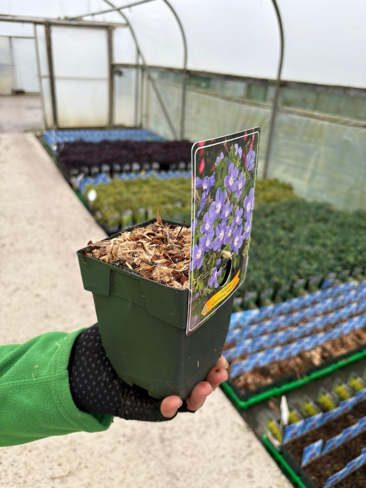 Geranium Baby Blue 11cm Pot — Grasslands Nursery