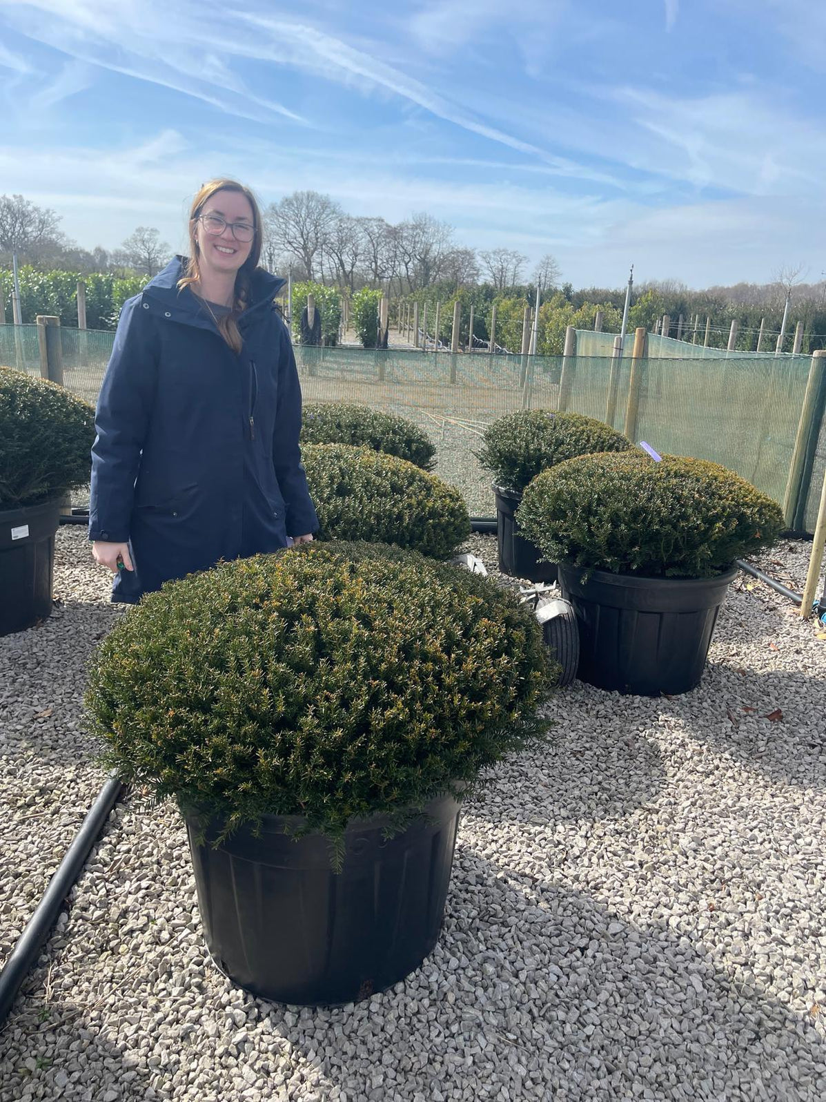 Taxus Renkes Kleiner Dome 100/110cm 150 Litre Pot — Grasslands Nursery