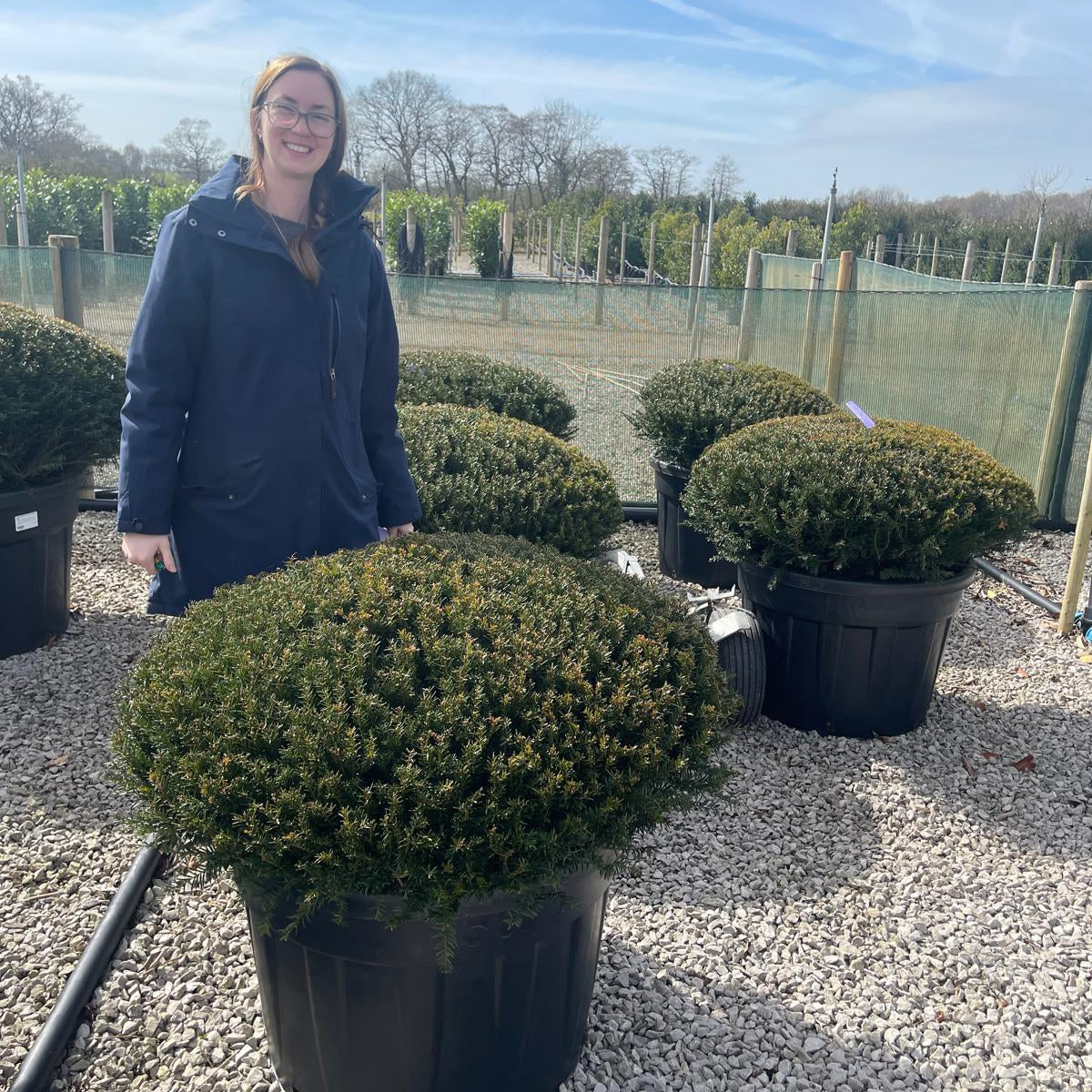 Taxus Renkes Kleiner Dome 100/110cm 150 Litre Pot — Grasslands Nursery