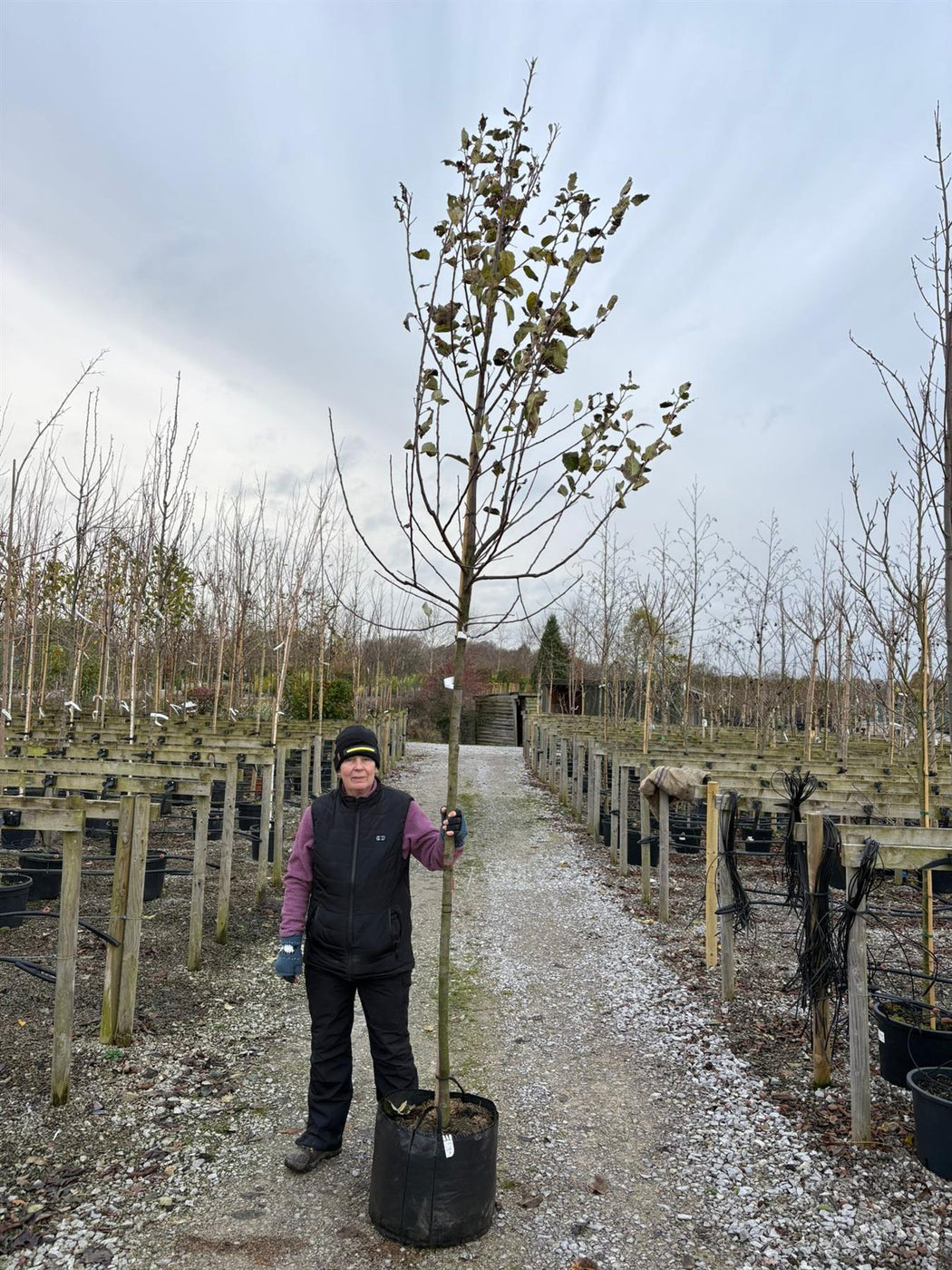 Apple Elstar 10/12cm Girth Pot Grown — Grasslands Nursery