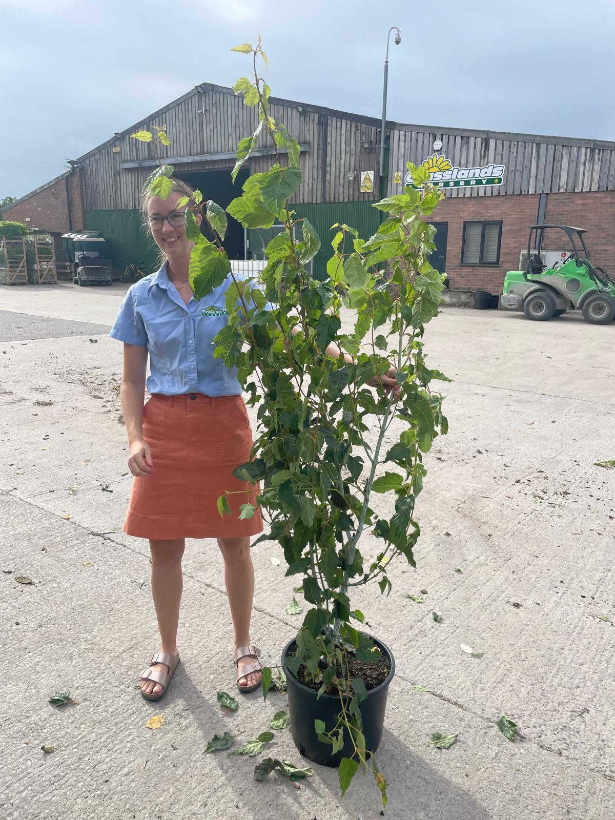 Acer davidii Viper 20 Litre Pot 175/200cm — Grasslands Nursery