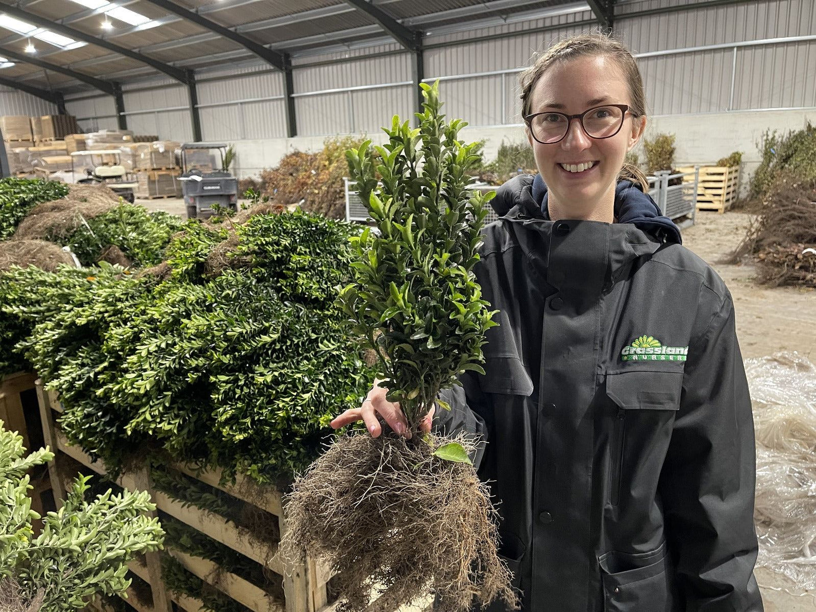 Big Deal Euonymus Jap. Green Spire 30/40cm Bare Root x 200 November De ...