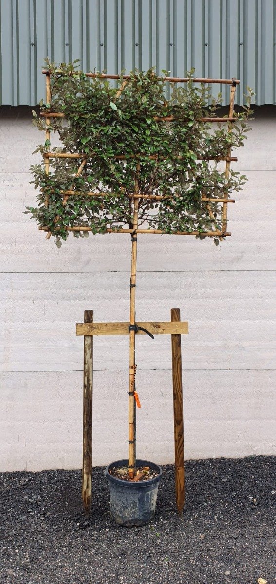 Heavy Duty Tree Staking Kit — Grasslands Nursery