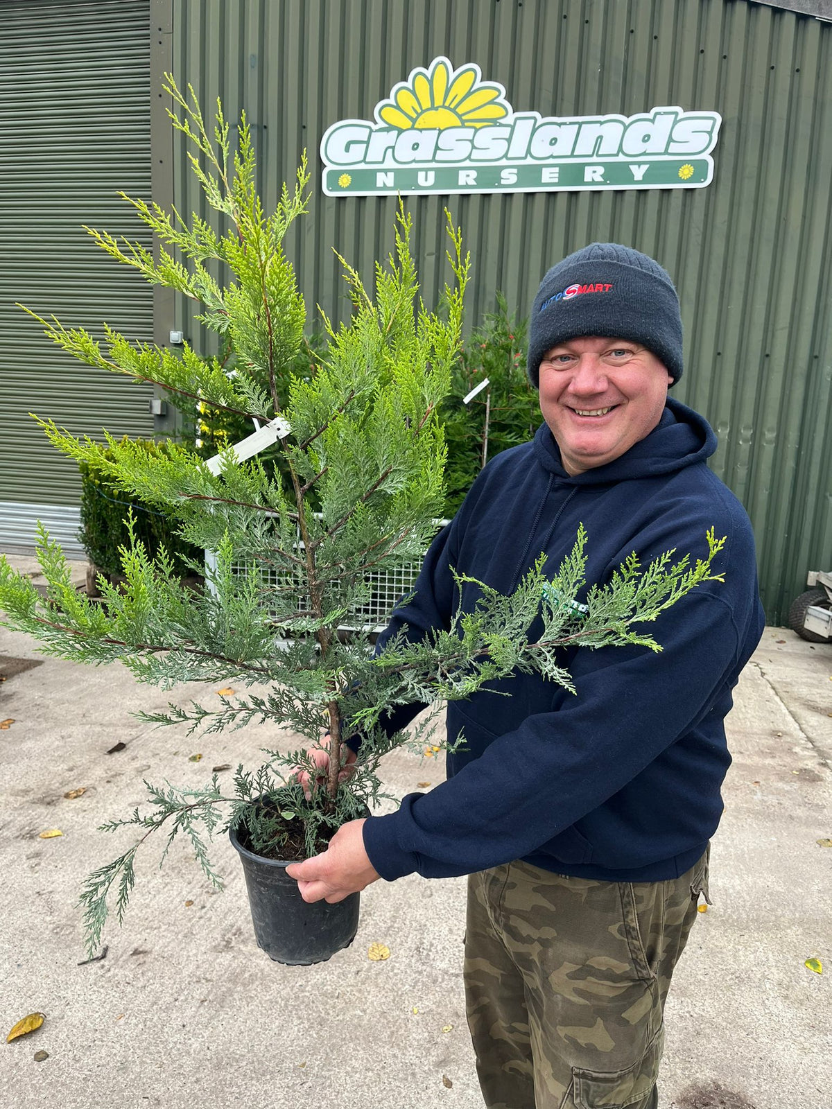 Leylandii Hedging - Excalibur Gold 4.5 Litre 80/90cm — Grasslands Nursery