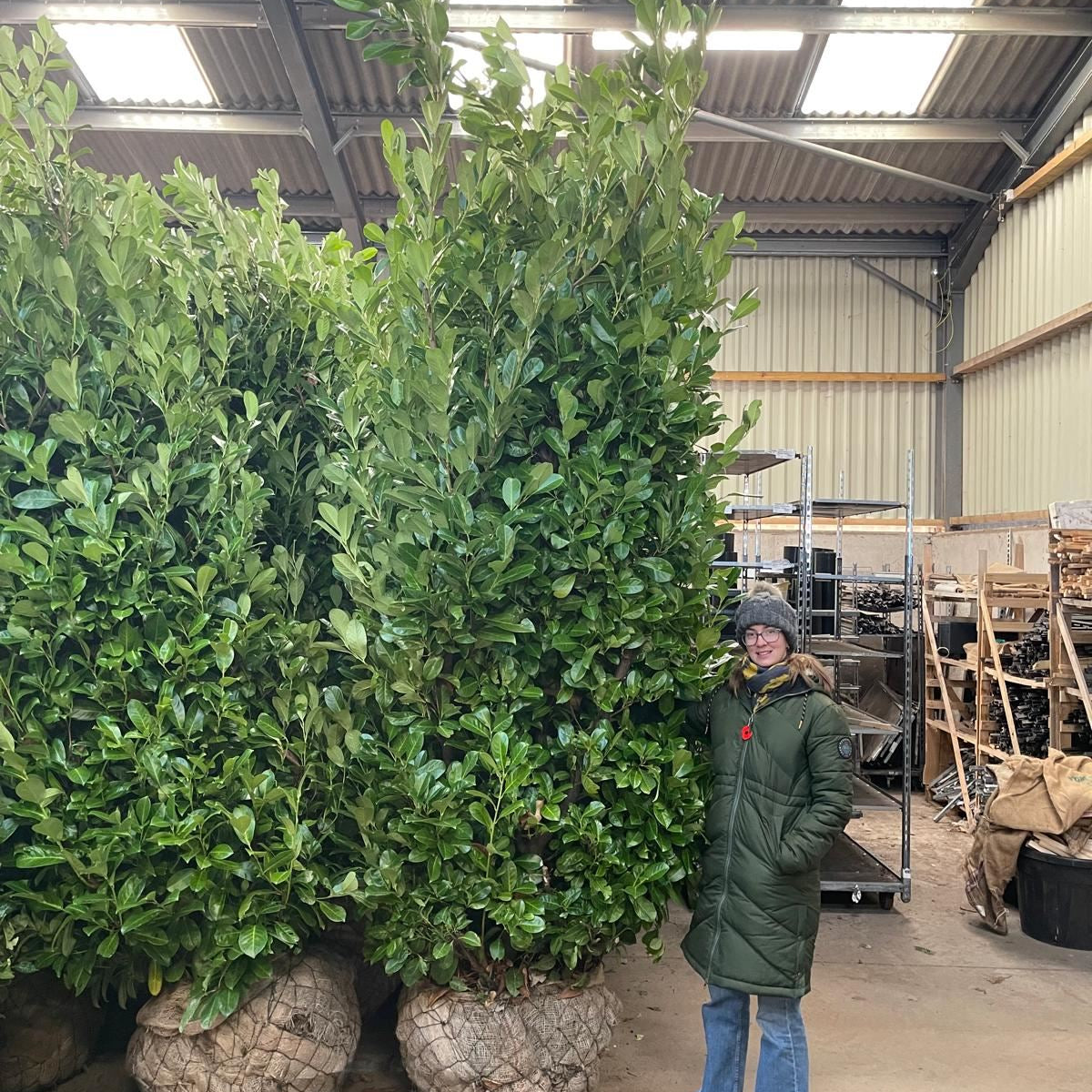 Laurel hedging Cherry Laurel 3/3.5m Super Wide Order For June ...