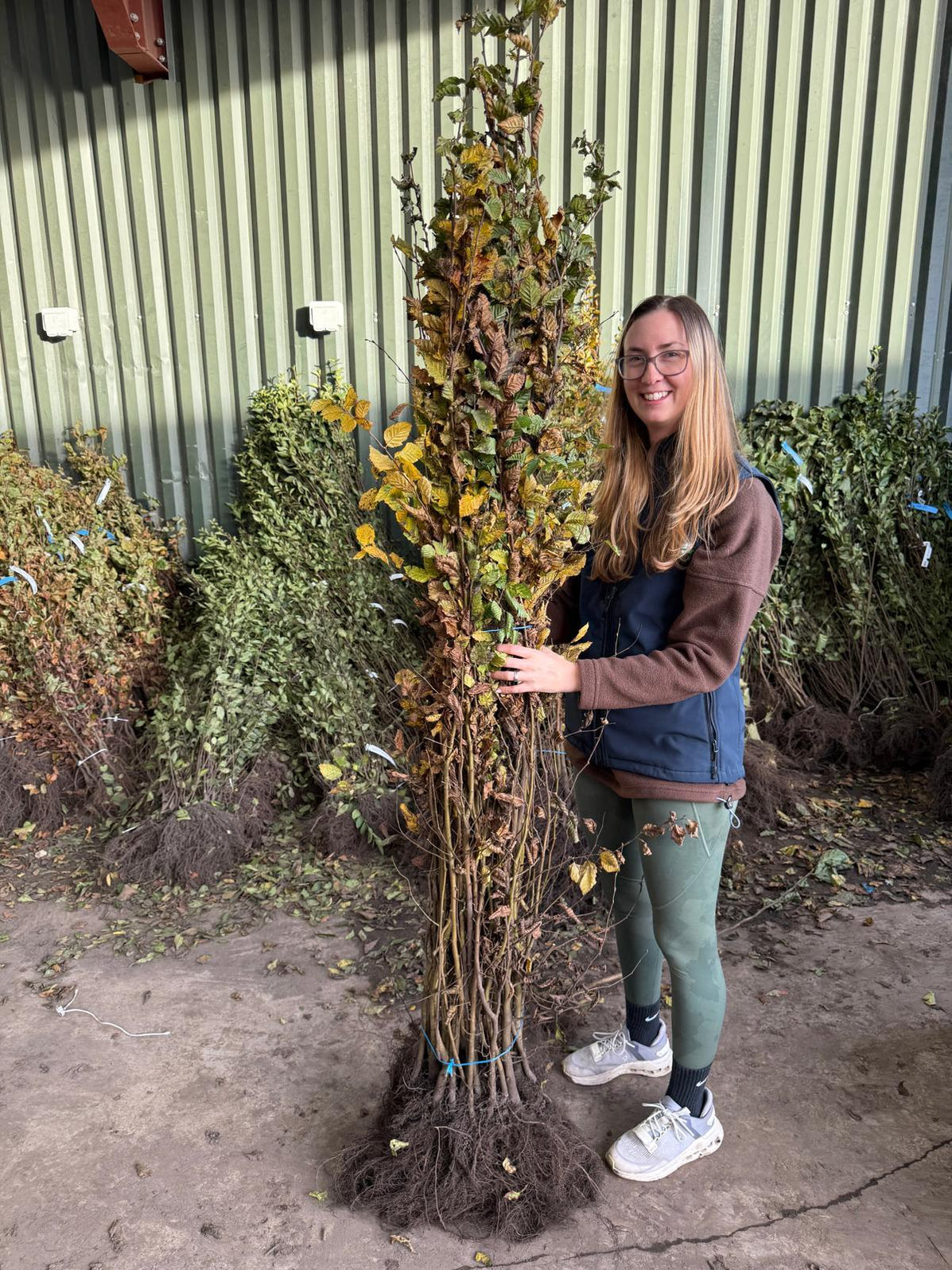 Big Deal Hornbeam Hedging 150/175cm Bare Root x 200 Delivery Jan/Feb — Grasslands Nursery