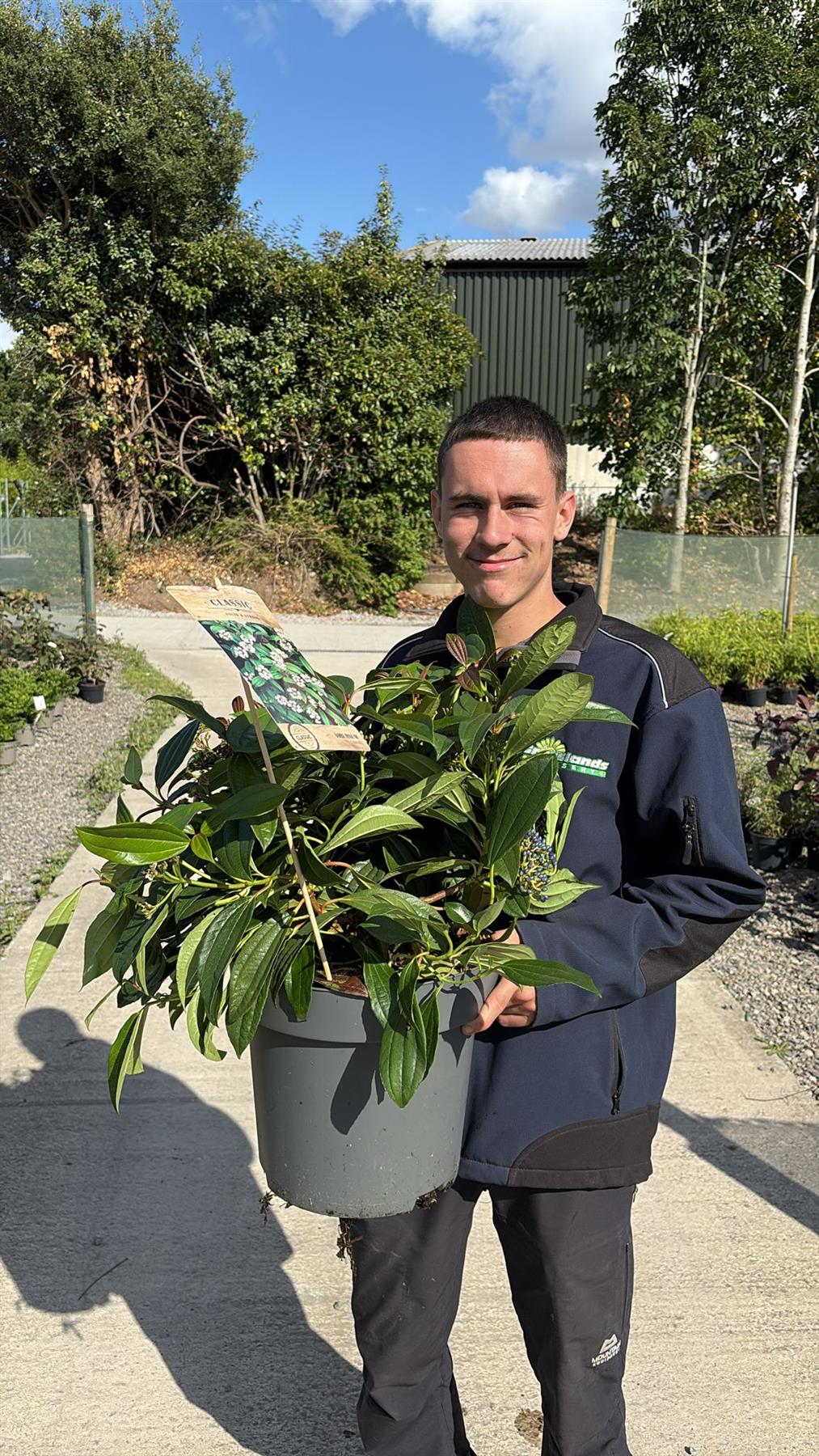 Viburnum Davidii 12 Litre Pot 50/60cm — Grasslands Nursery