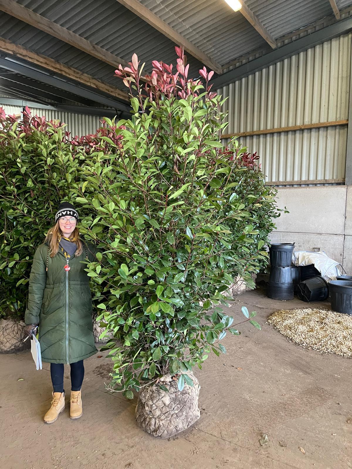Big Deal Photinia Red Robin 225/250cm Specimen Sized Root Ball x 10 No ...
