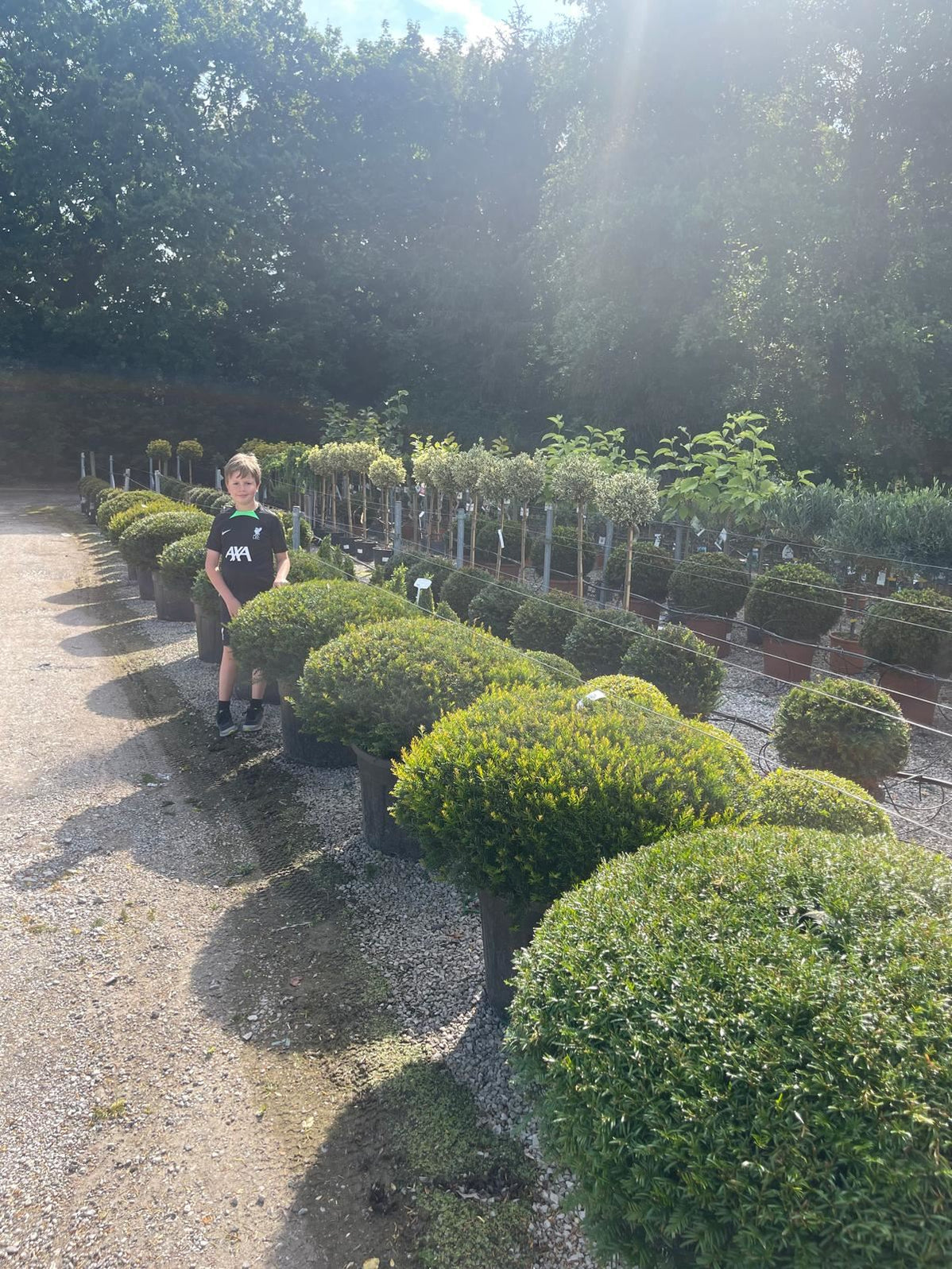 Topiary Dome — Grasslands Nursery