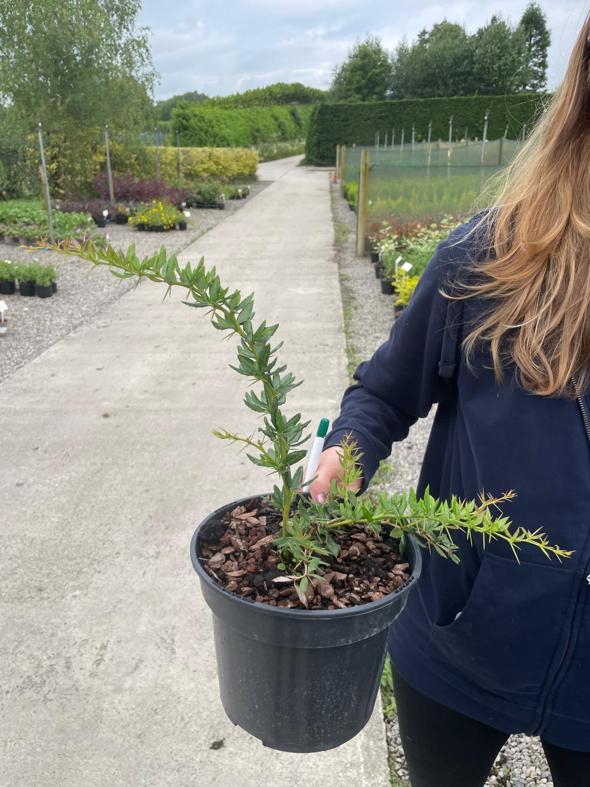 Berberis Frikartii Amstelveen 3 Litre Pot — Grasslands Nursery
